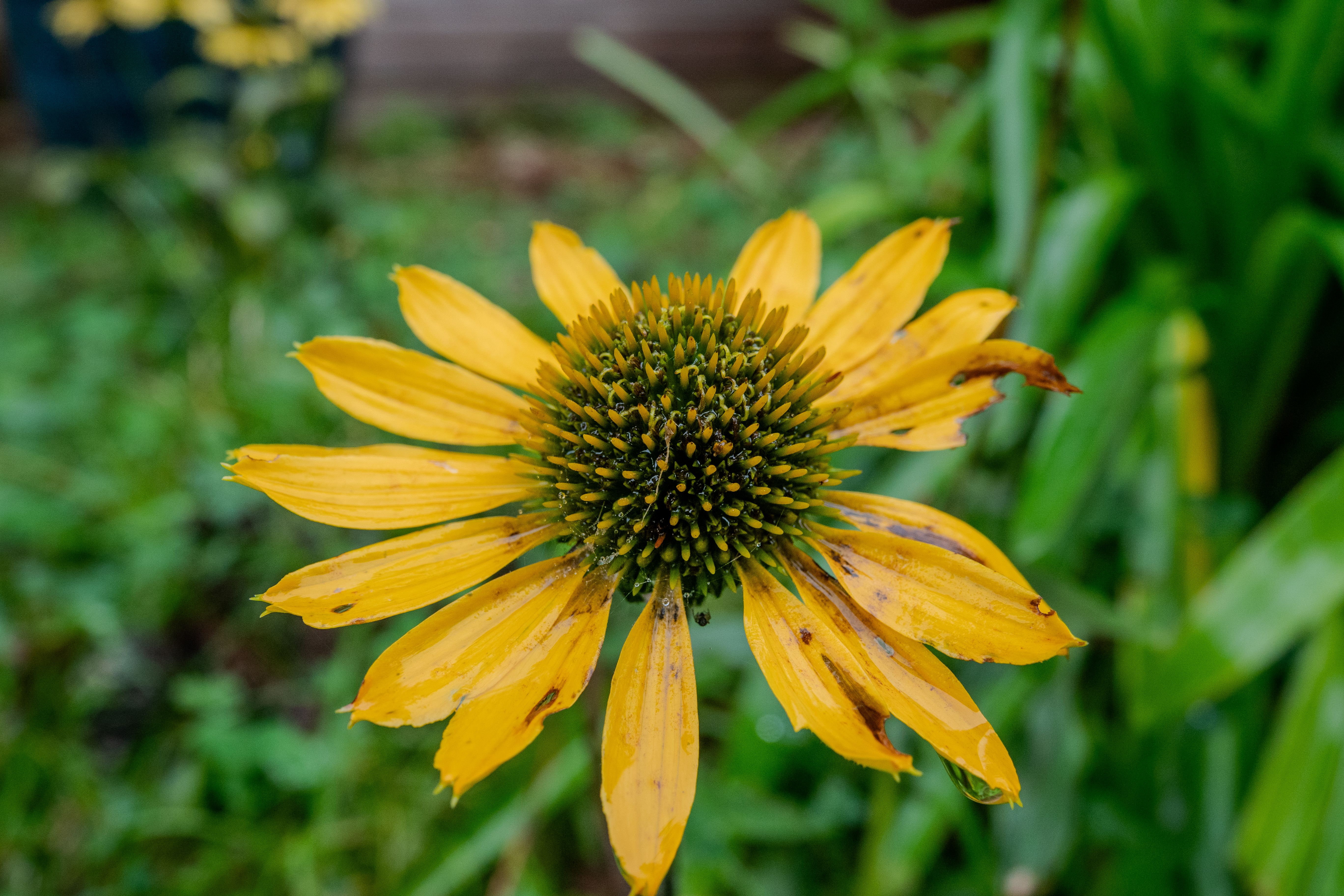 Close-up of Yellow Coneflower in a Garden Setting · Free Stock Photo
