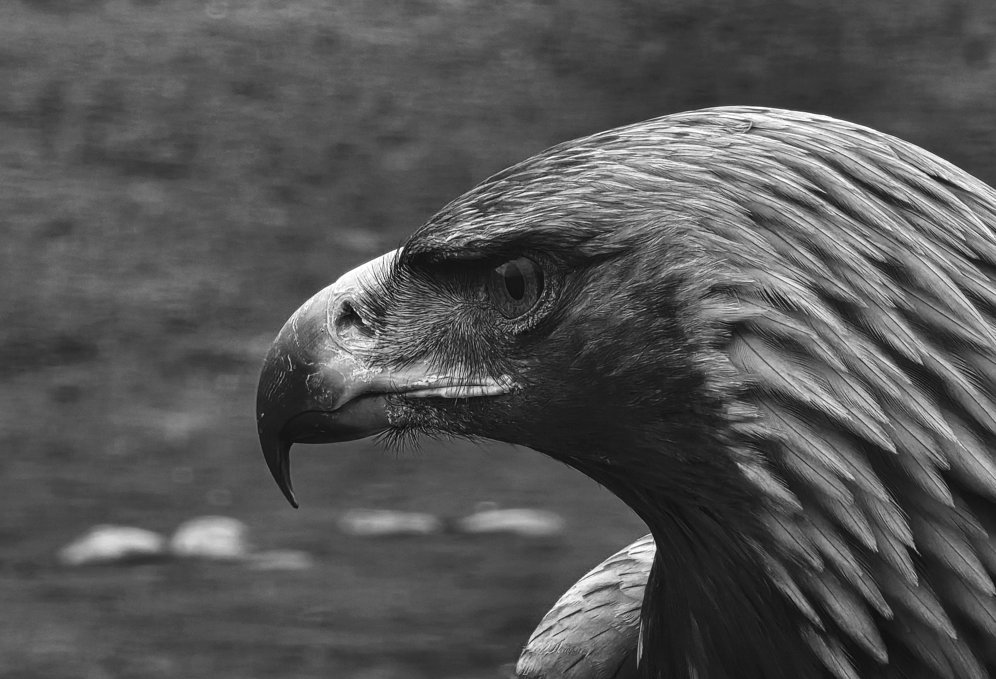 Wings Of Eagle Photos, Download The BEST Free Wings Of Eagle Stock ...