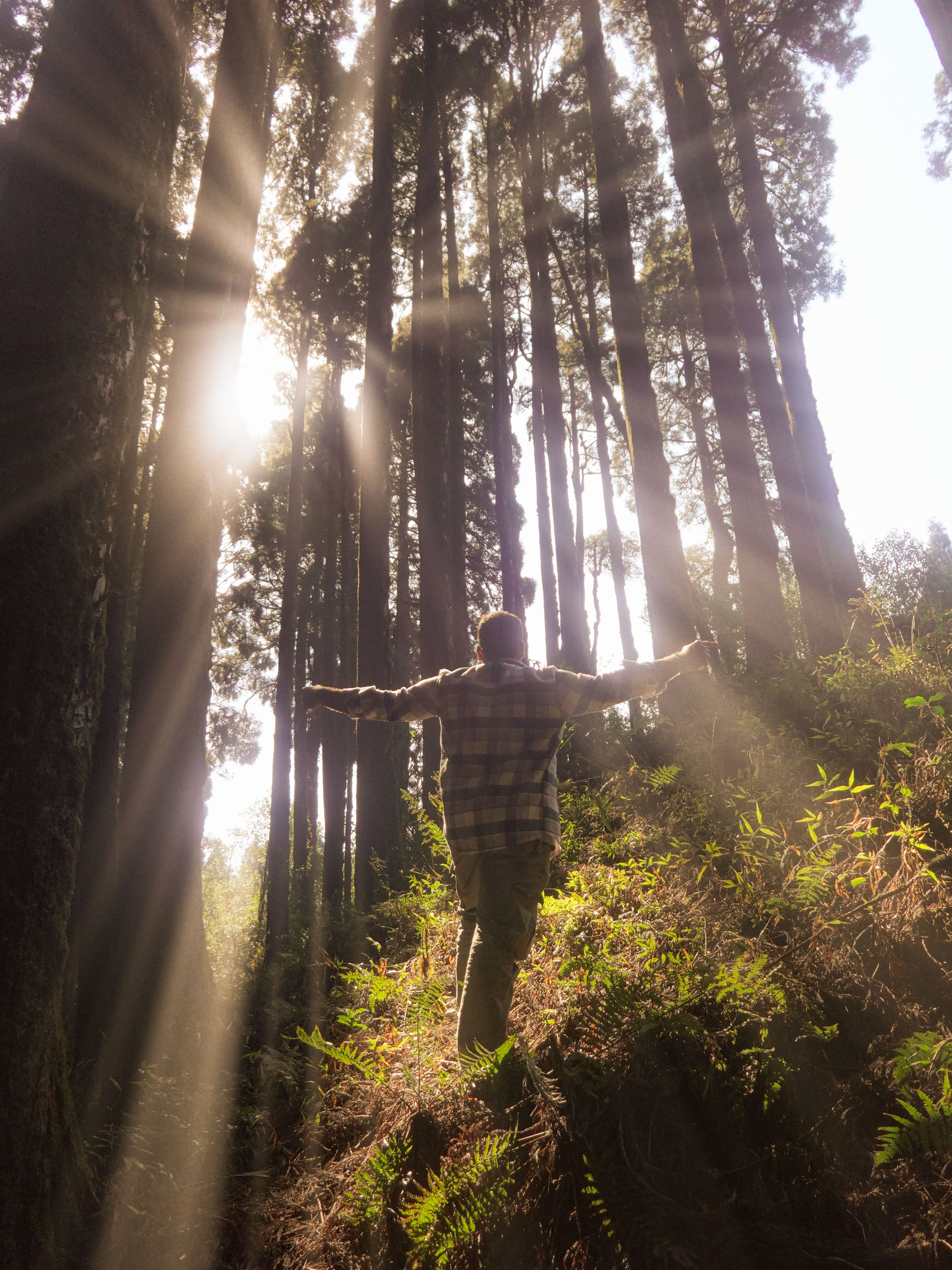 Man Embracing Nature in Sunlit Forest · Free Stock Photo