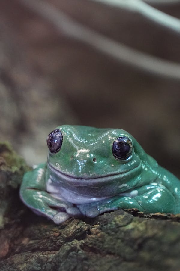 Cute Frog Photos, Download The BEST Free Cute Frog Stock Photos & HD Images