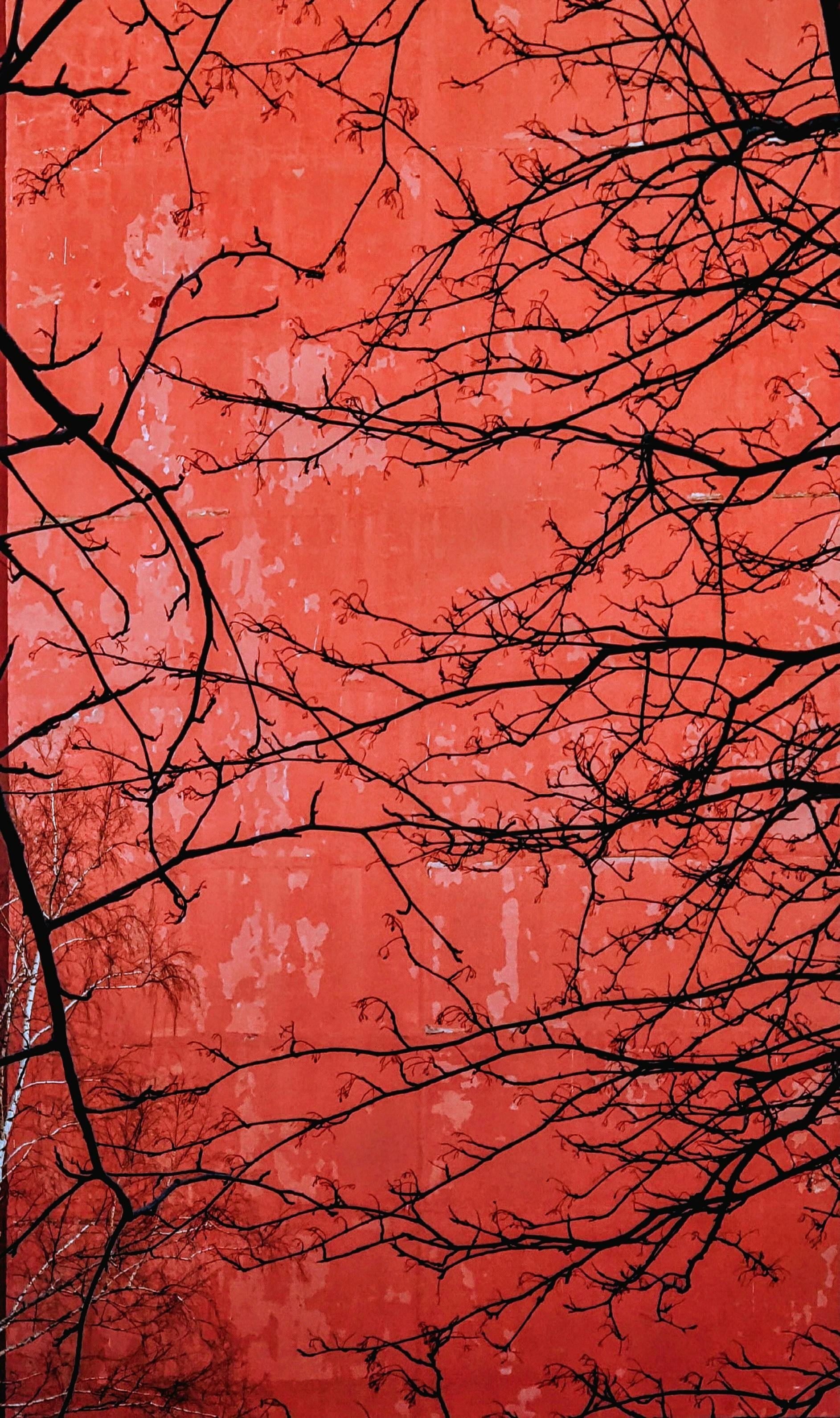 Red Black White Background Photos, Download The BEST Free Red Black ...