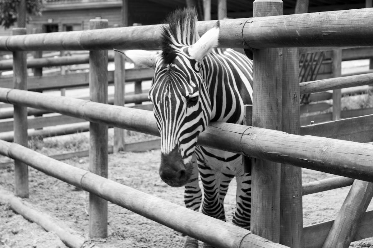 Exploring Pros and Cons of Keeping Animals in Captivity