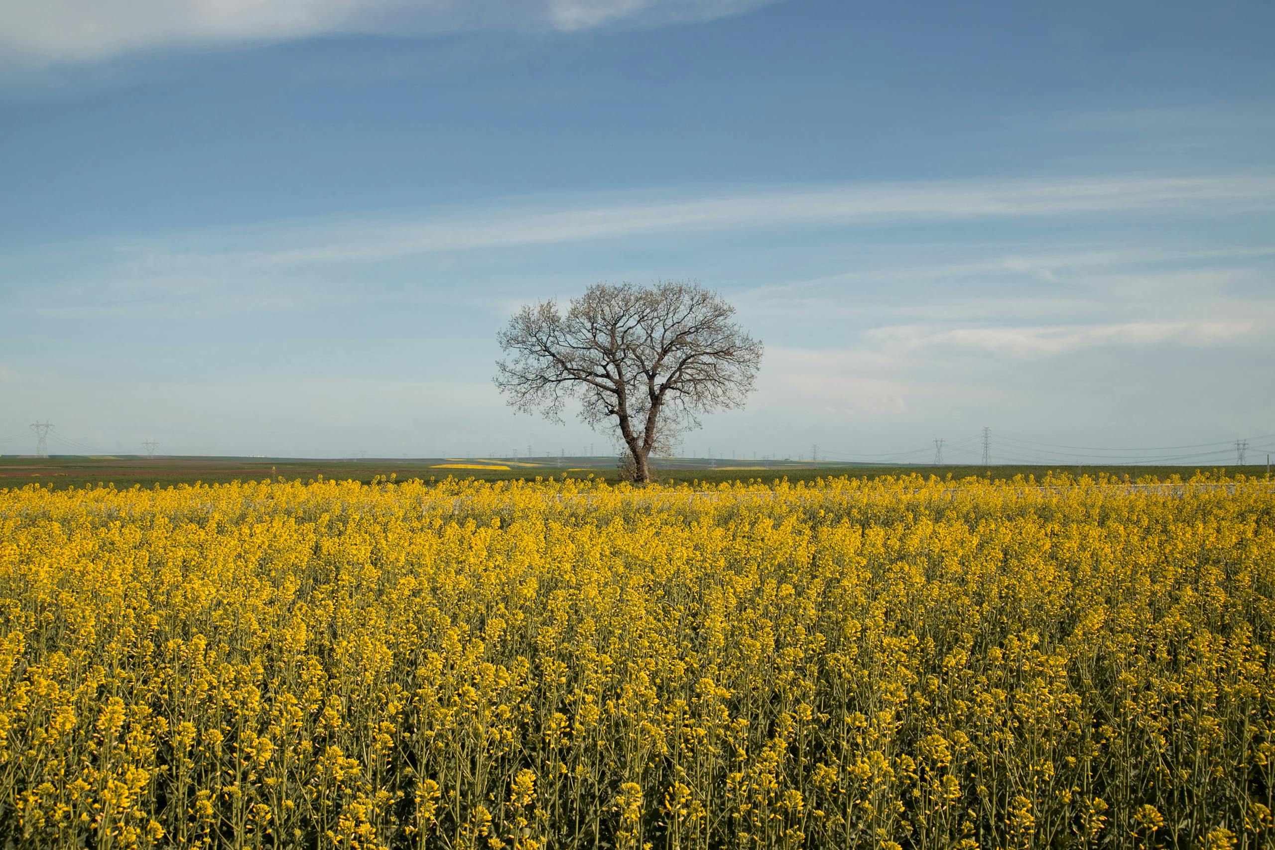 Lone Tree in a Vibrant Canola Field Landscape · Free Stock Photo