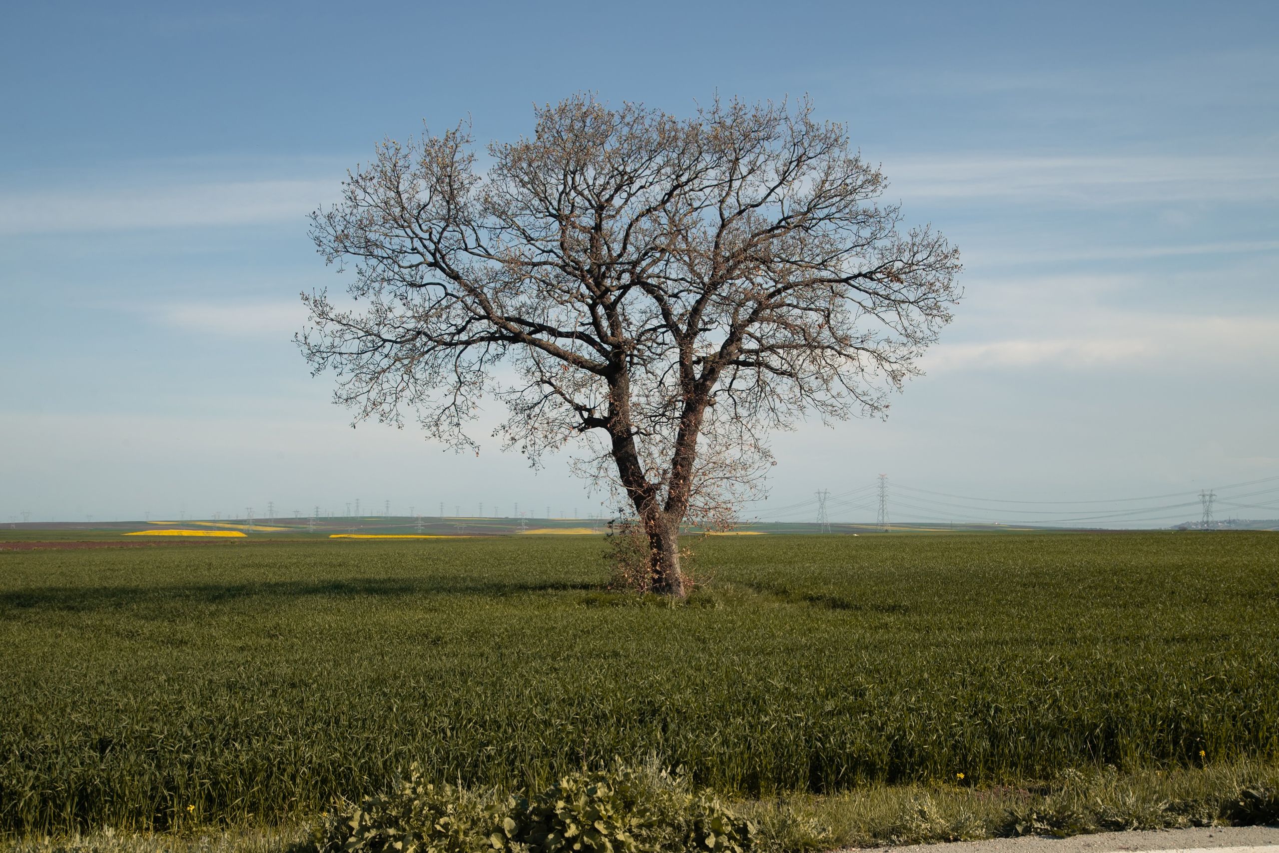 Solitary Tree in Expansive Green Field · Free Stock Photo