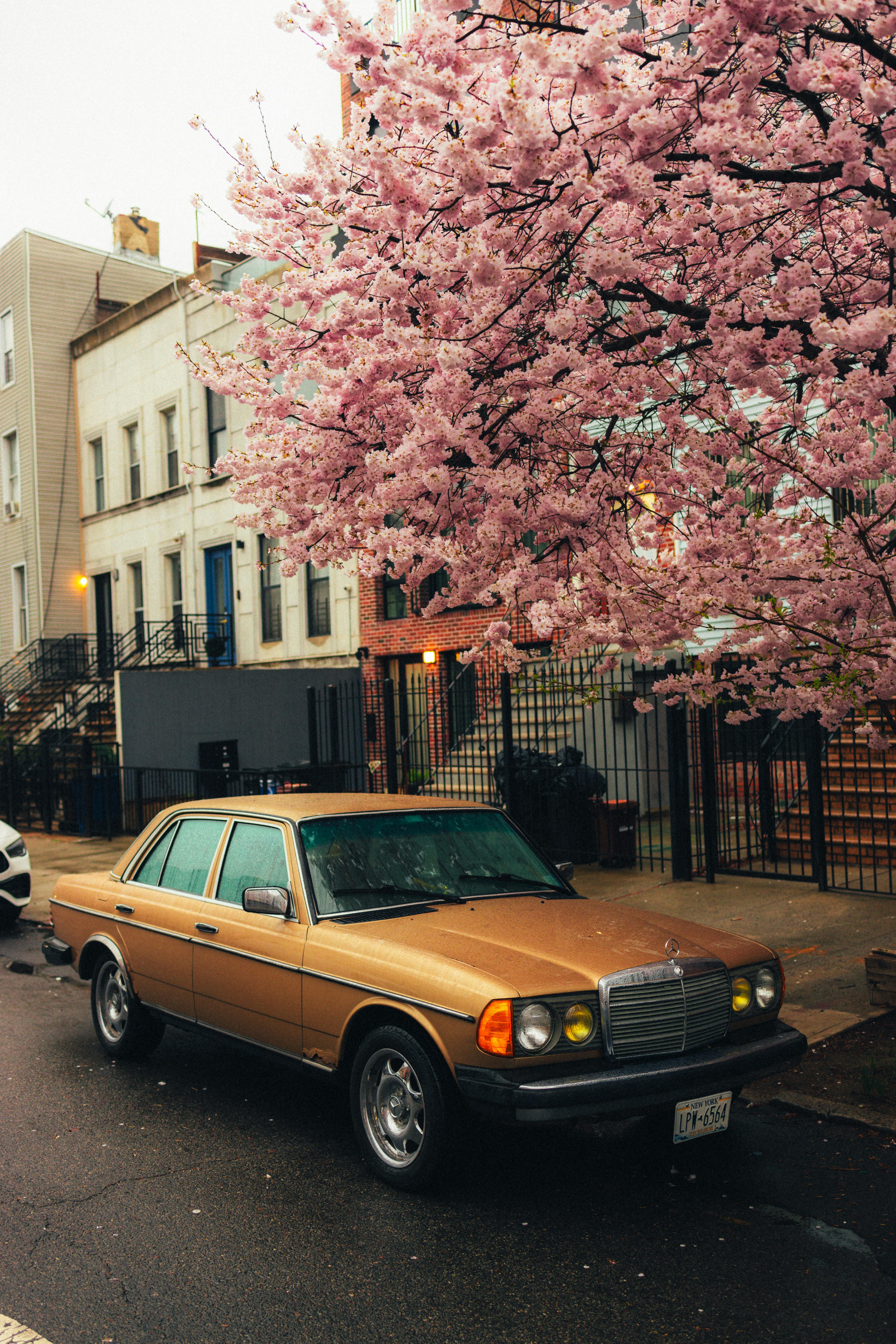 Vintage Car Parked Under Cherry Blossom Tree · Free Stock Photo