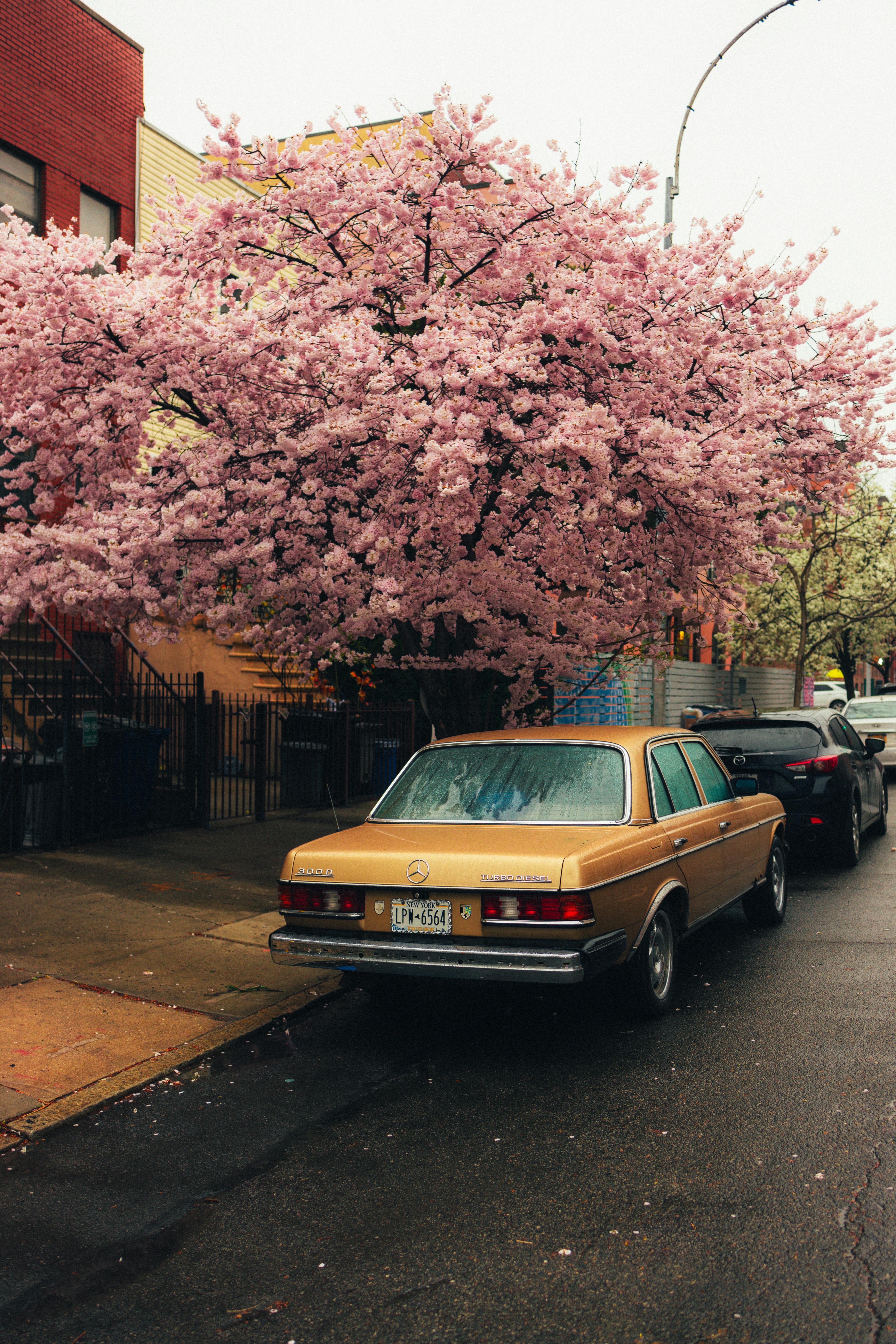 Classic Car Parked Under Blooming Cherry Tree · Free Stock Photo