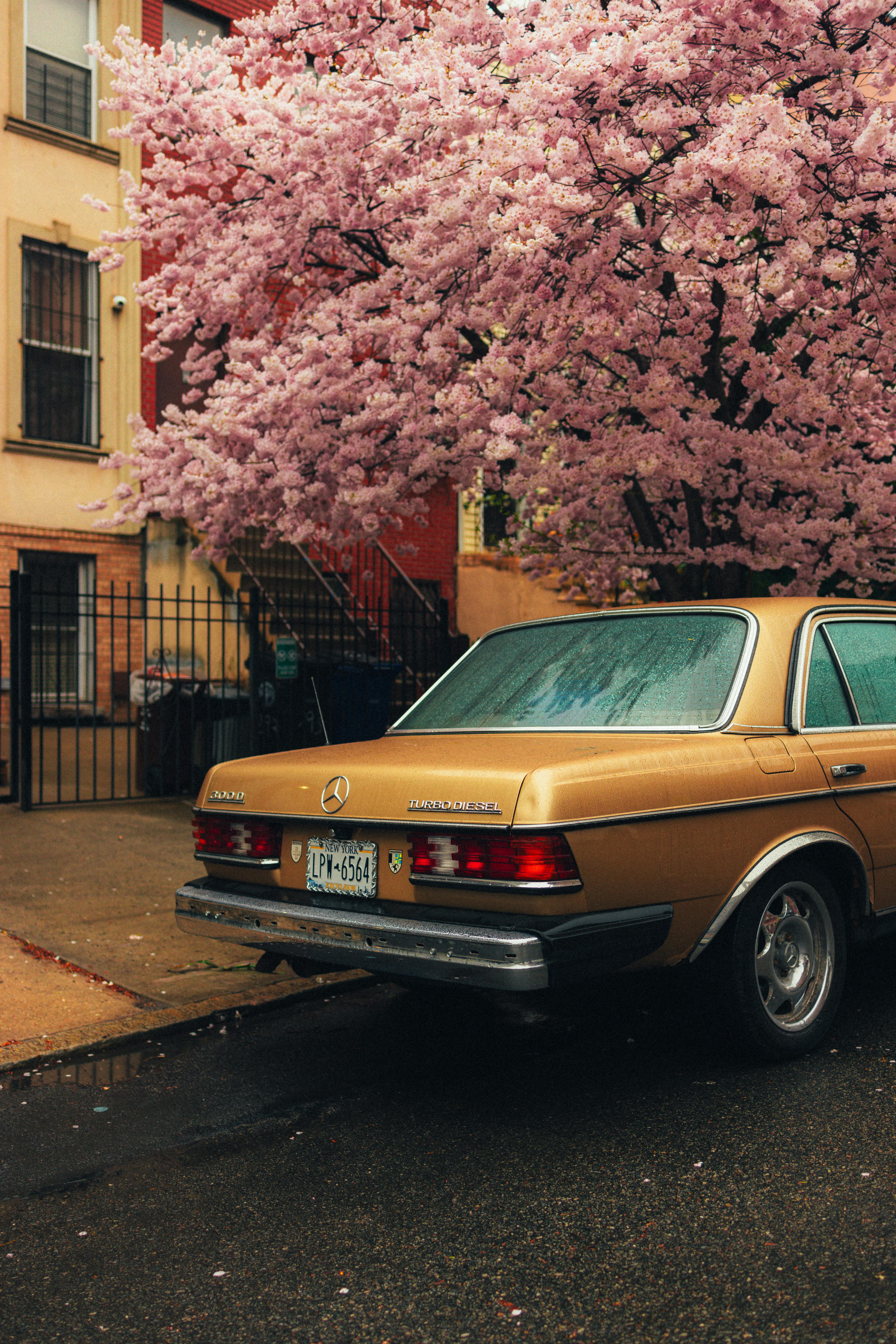 Vintage Car under Blooming Cherry Blossom Tree · Free Stock Photo