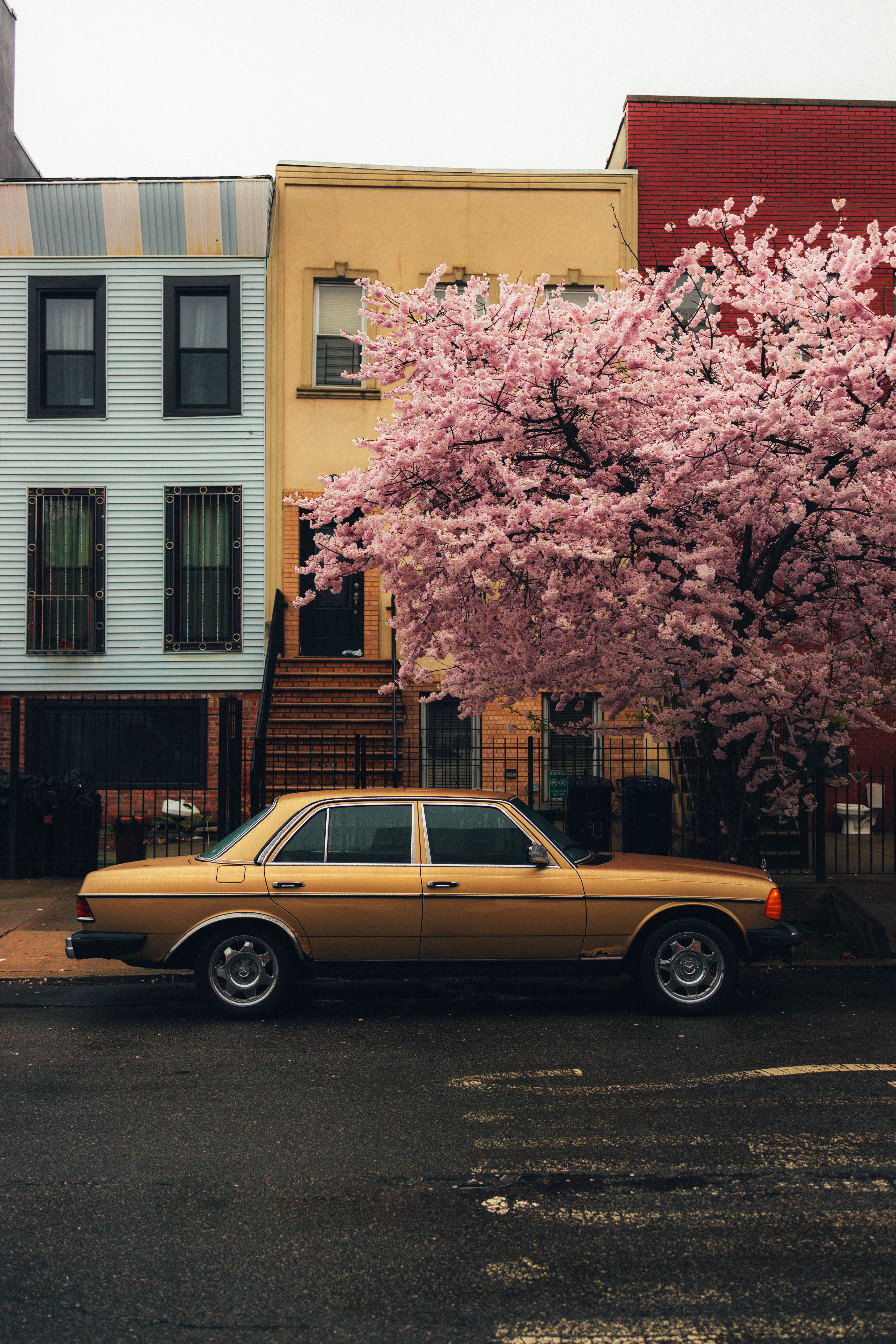 Vintage Car Parked by Blooming Cherry Blossom · Free Stock Photo