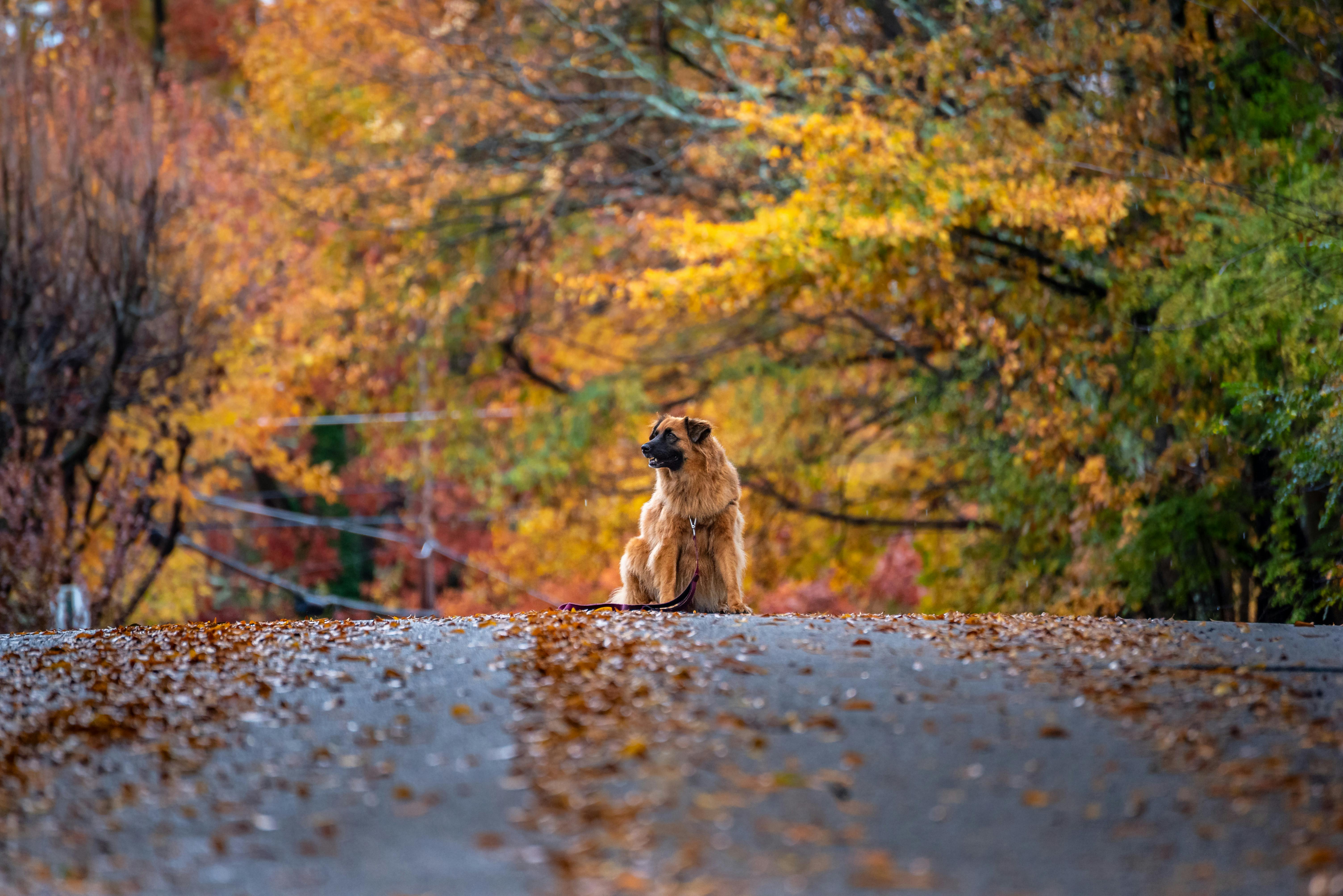 Atlanta, Indiana Photos, Download The BEST Free Atlanta, Indiana Stock ...