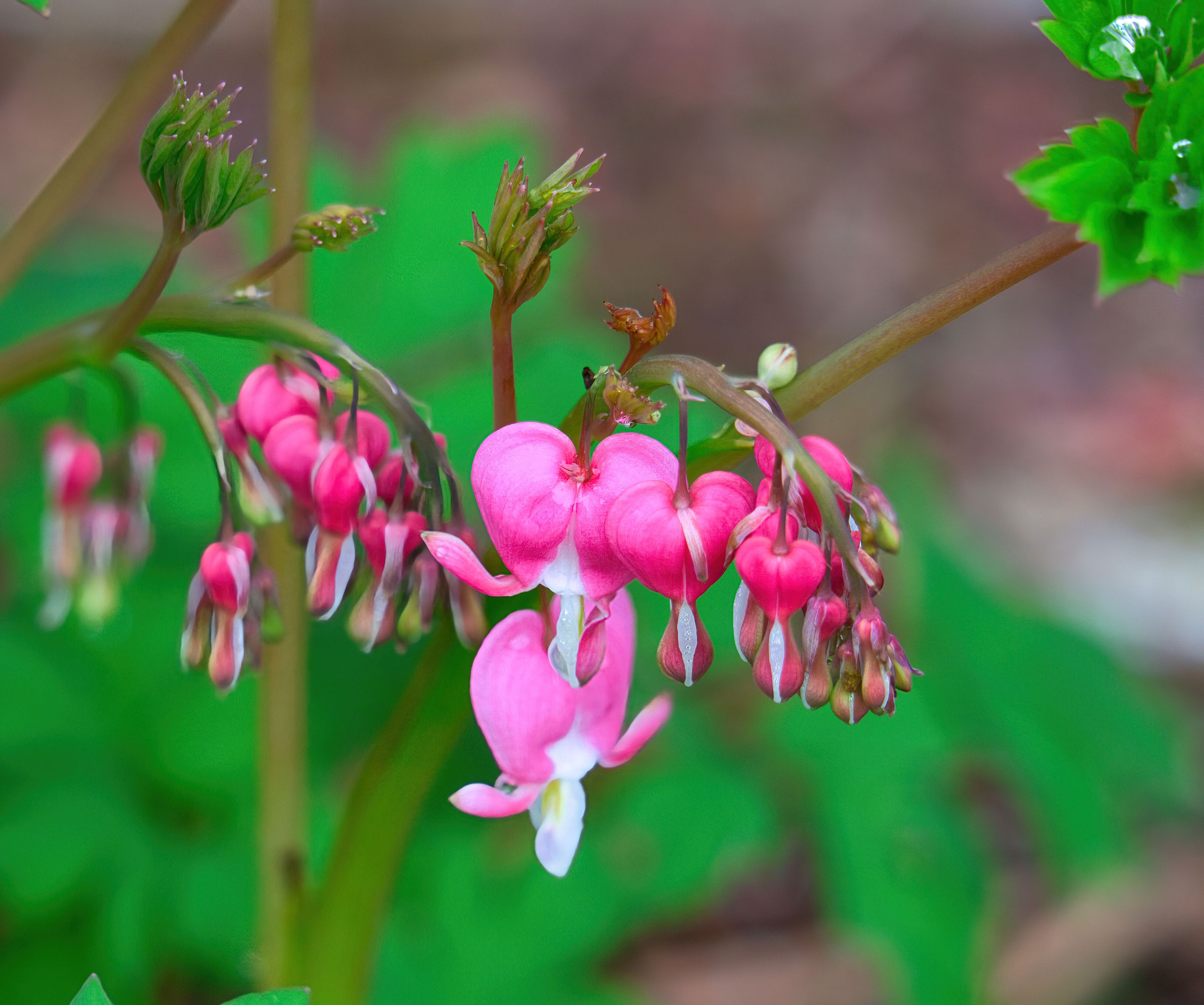 Bleeding Heart Flowers in Spring Bloom · Free Stock Photo