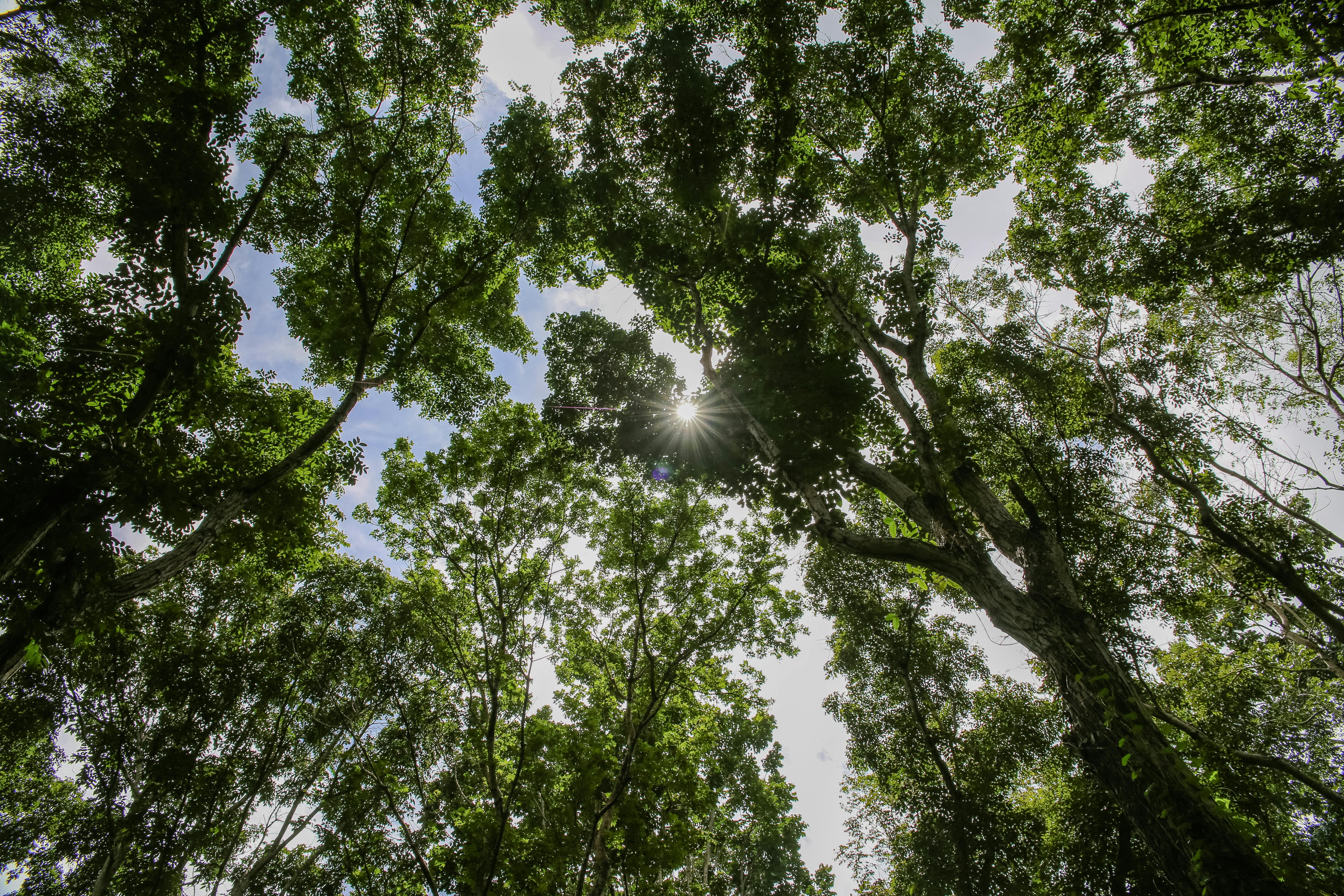 Satguru Mata Sudiksha Ji Maharaj Photos, Download The BEST Free Satguru ...