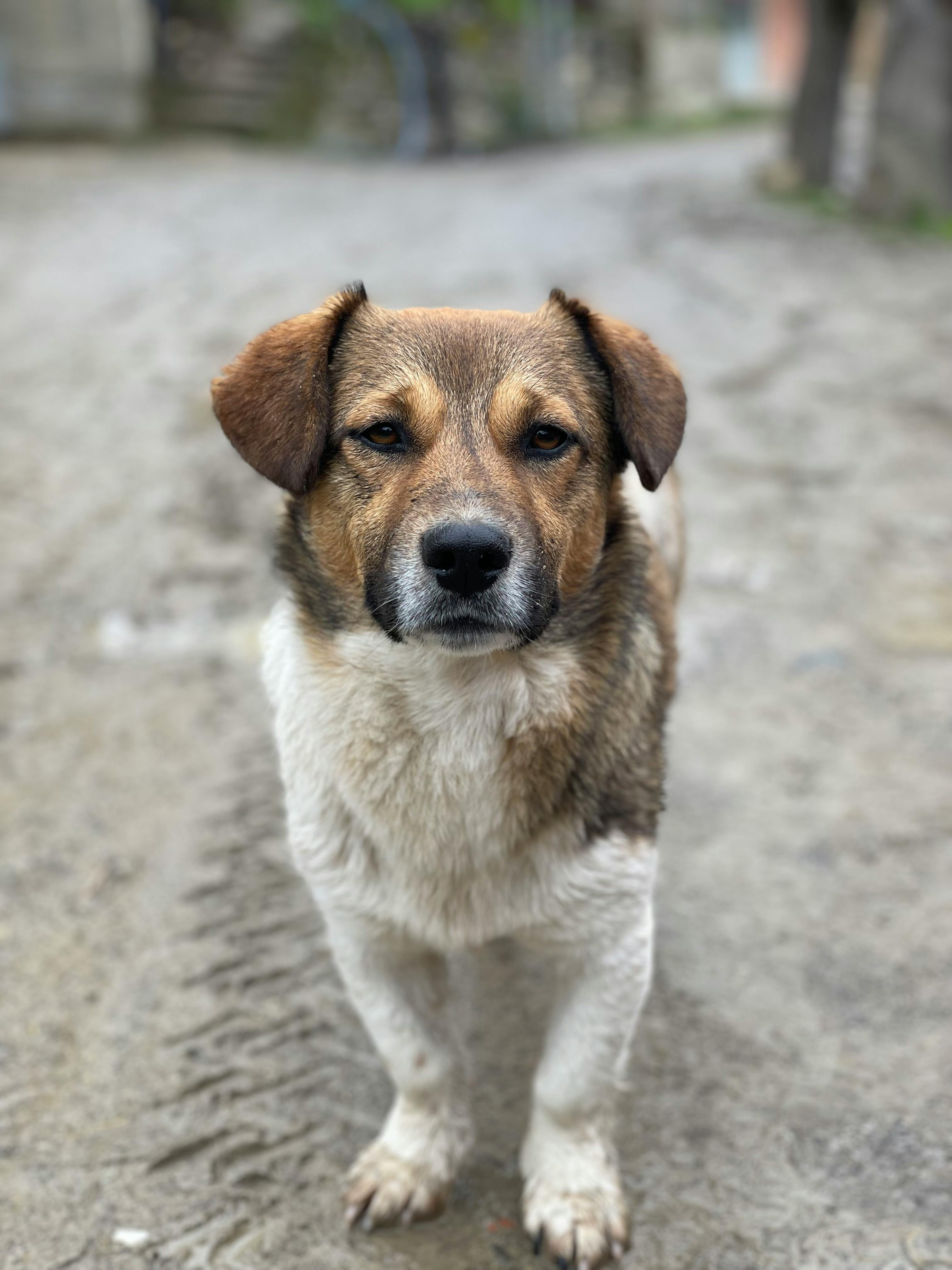 Close-up Image of a Street Dog on a Muddy Path · Free Stock Photo