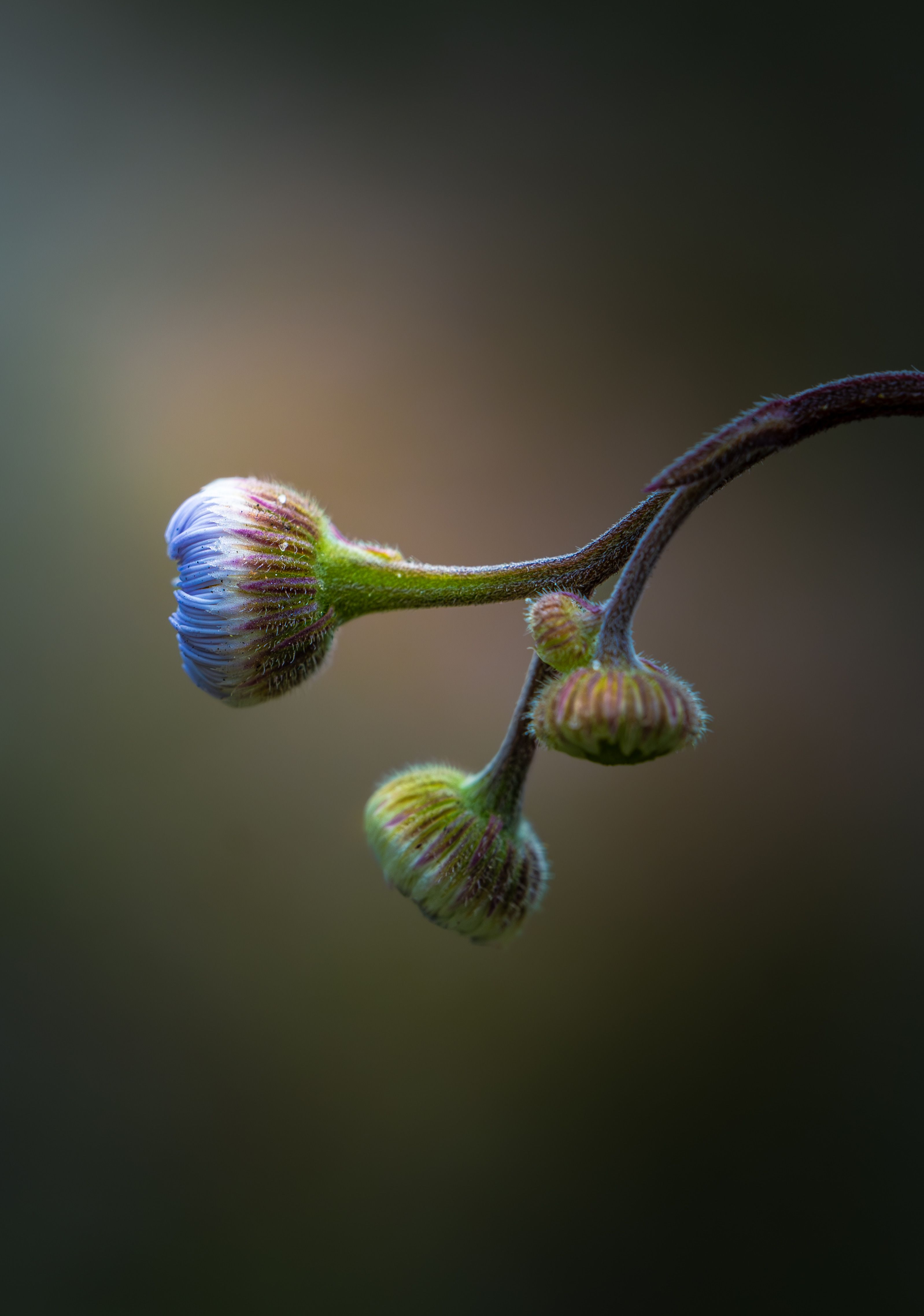 Flower Buds Photos, Download The BEST Free Flower Buds Stock Photos ...