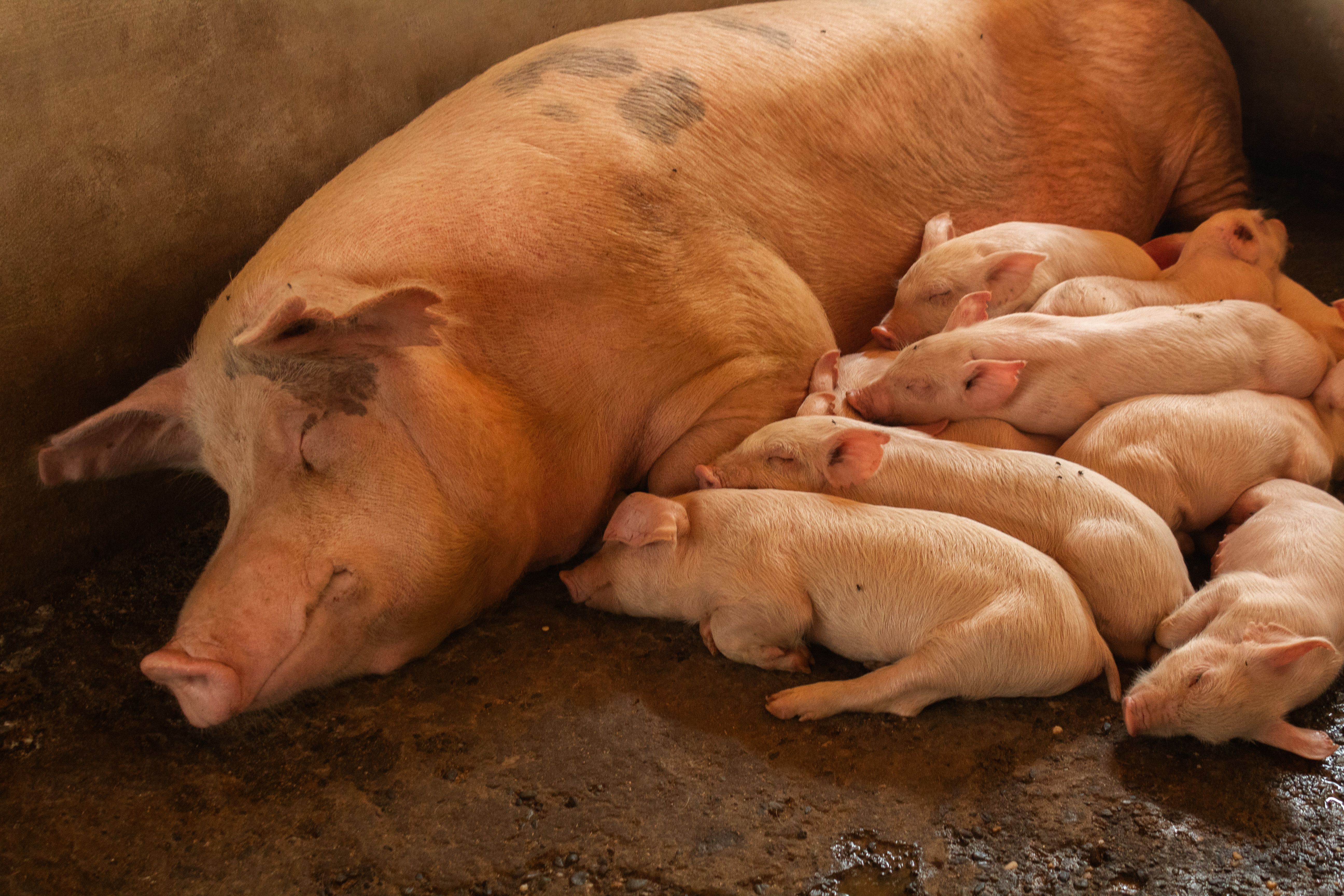 Sow and Piglets Resting in Barn · Free Stock Photo