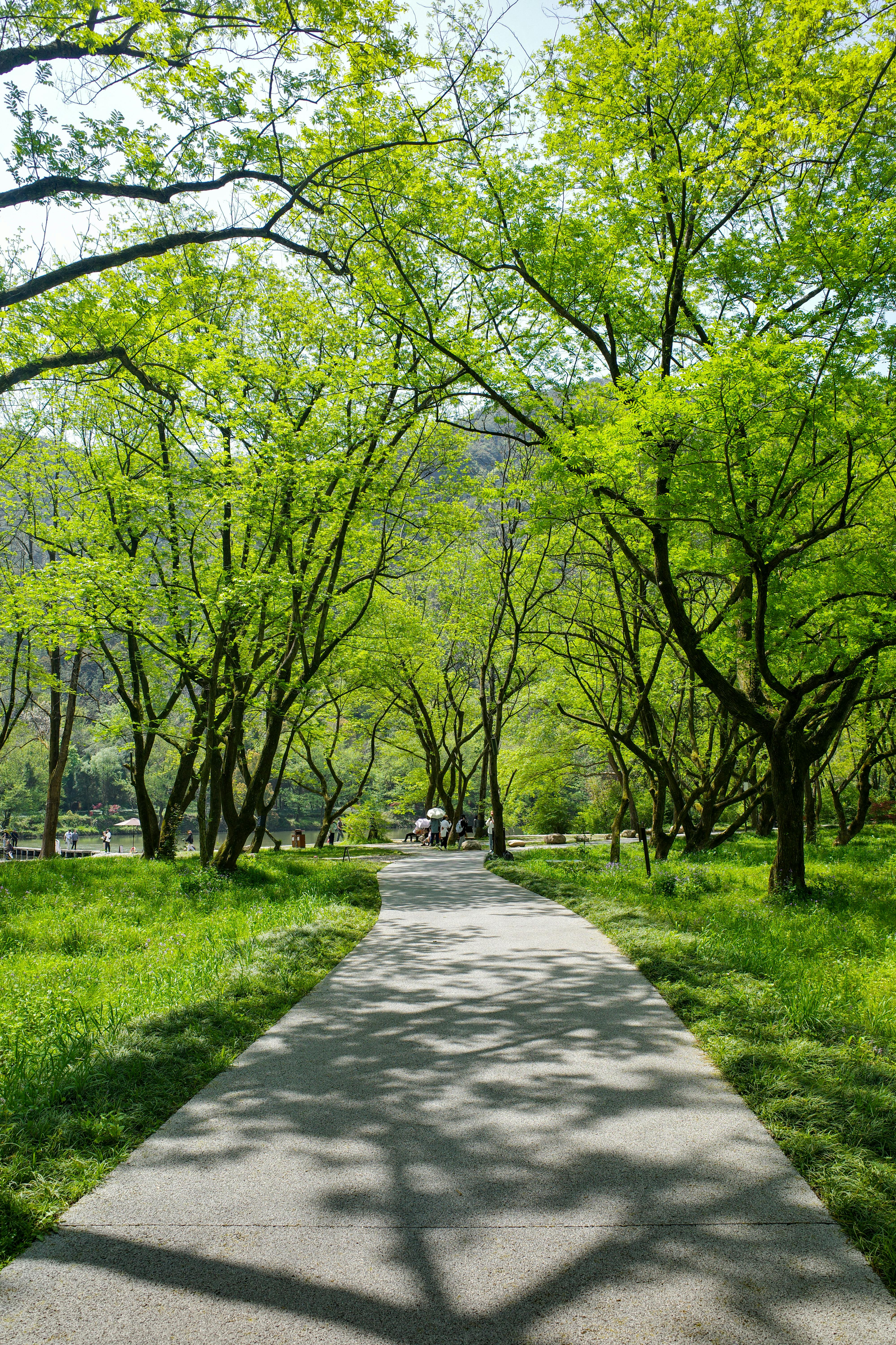 Scenic Spring Pathway Through Lush Green Forest · Free Stock Photo
