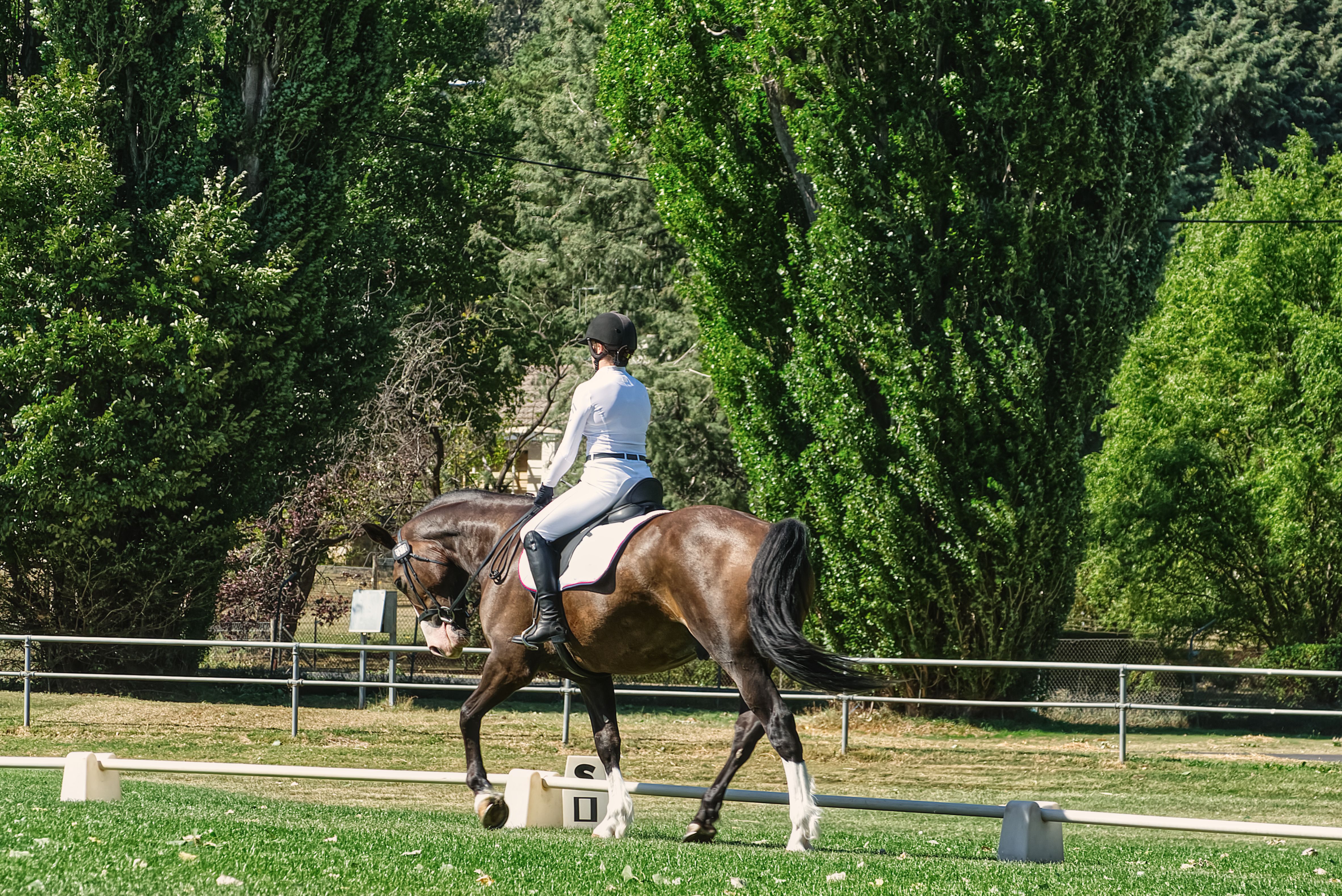 Horse Trailing Photos, Download The BEST Free Horse Trailing Stock ...