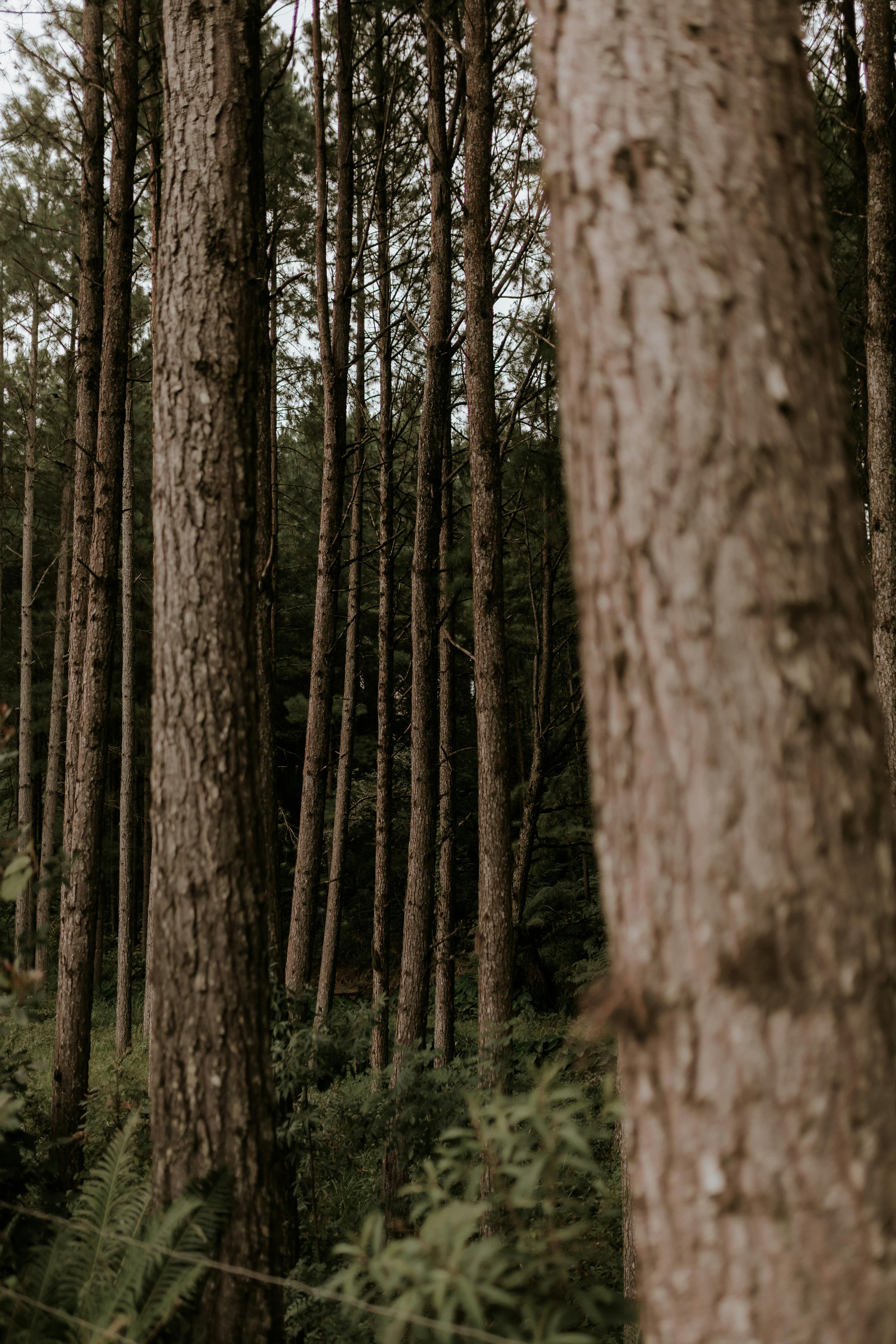 Tall Pine Trees in a Serene Forest Setting · Free Stock Photo