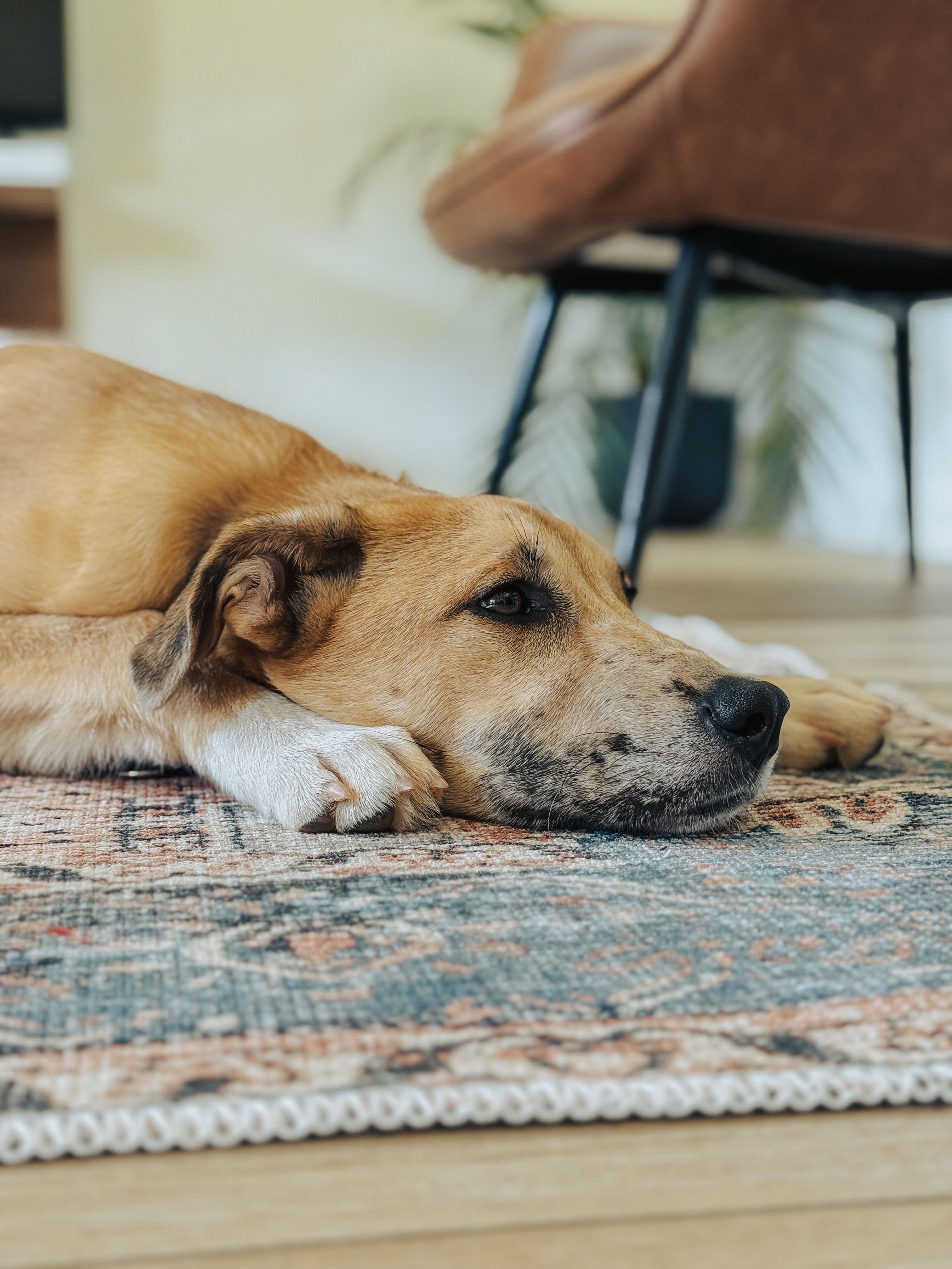 Relaxed Mixed Breed Dog Resting Indoors · Free Stock Photo