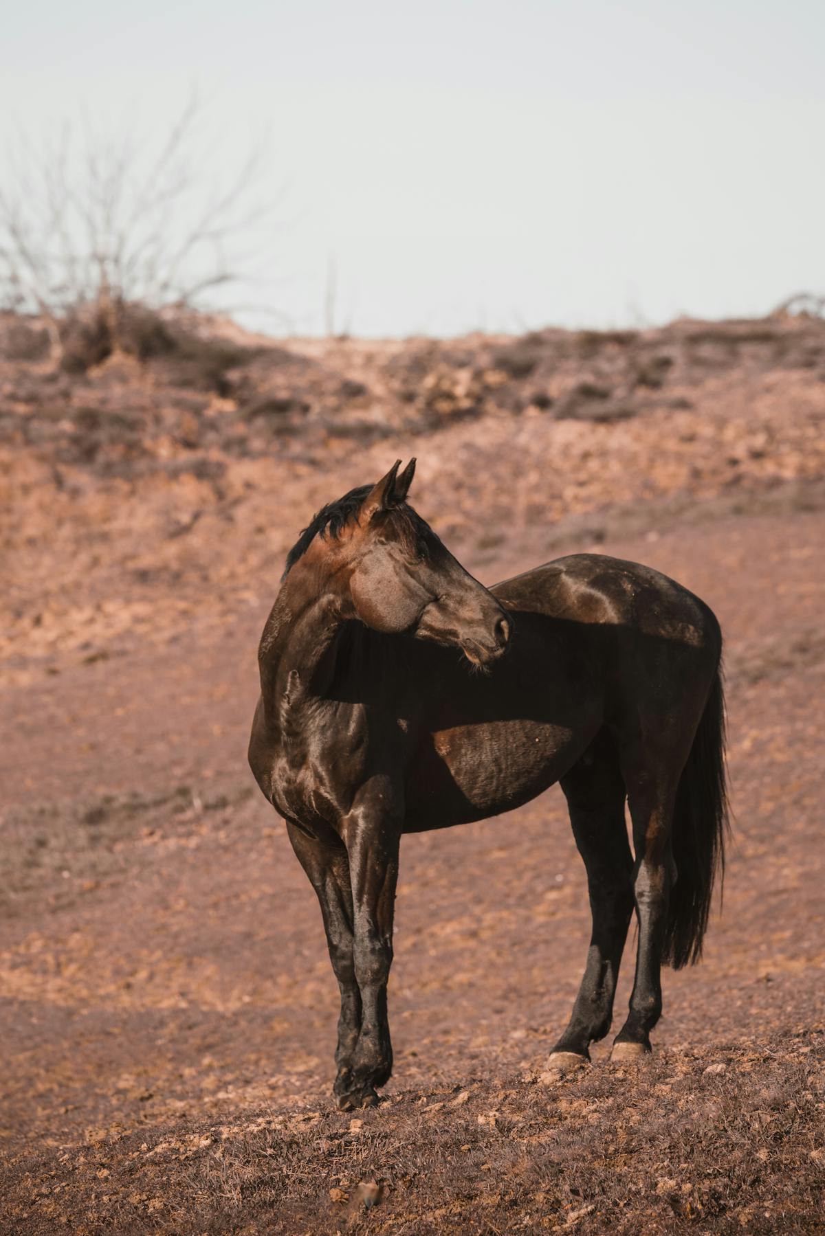 Running Horse 4k Wallpaper Photos, Download The BEST Free Running Horse ...