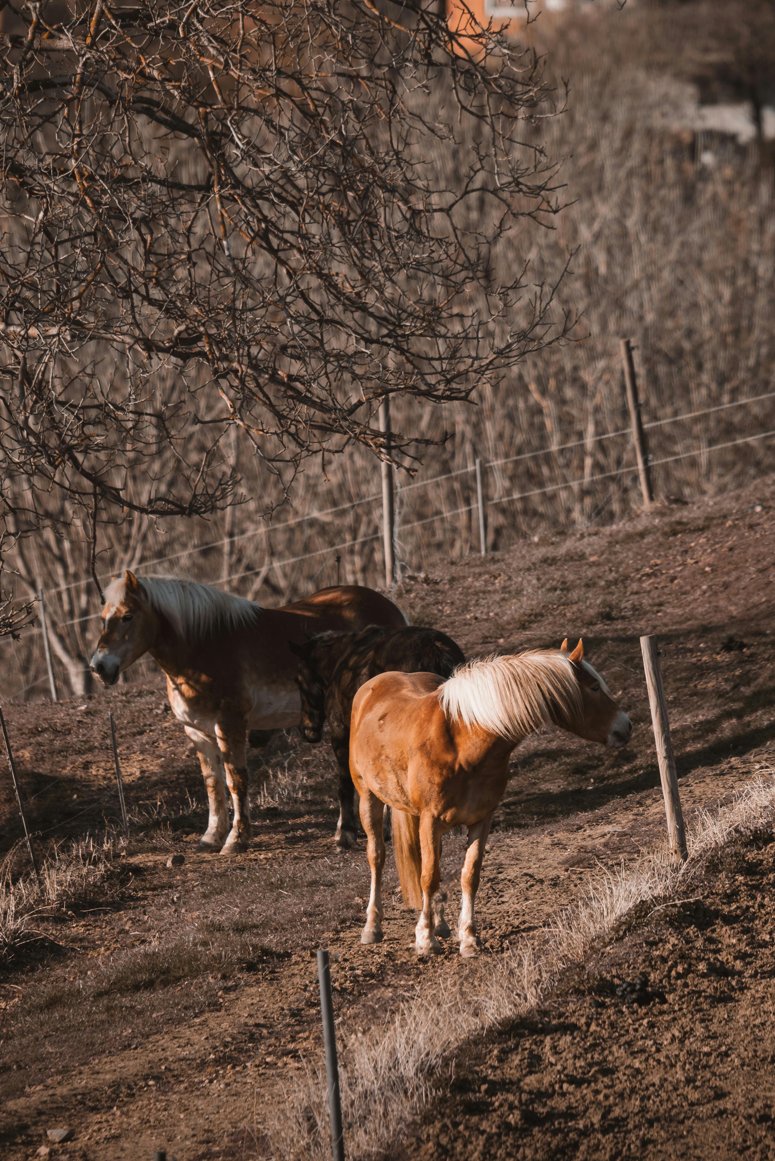 Serene Horses in Rustic Tree-Lined Pasture · Free Stock Photo
