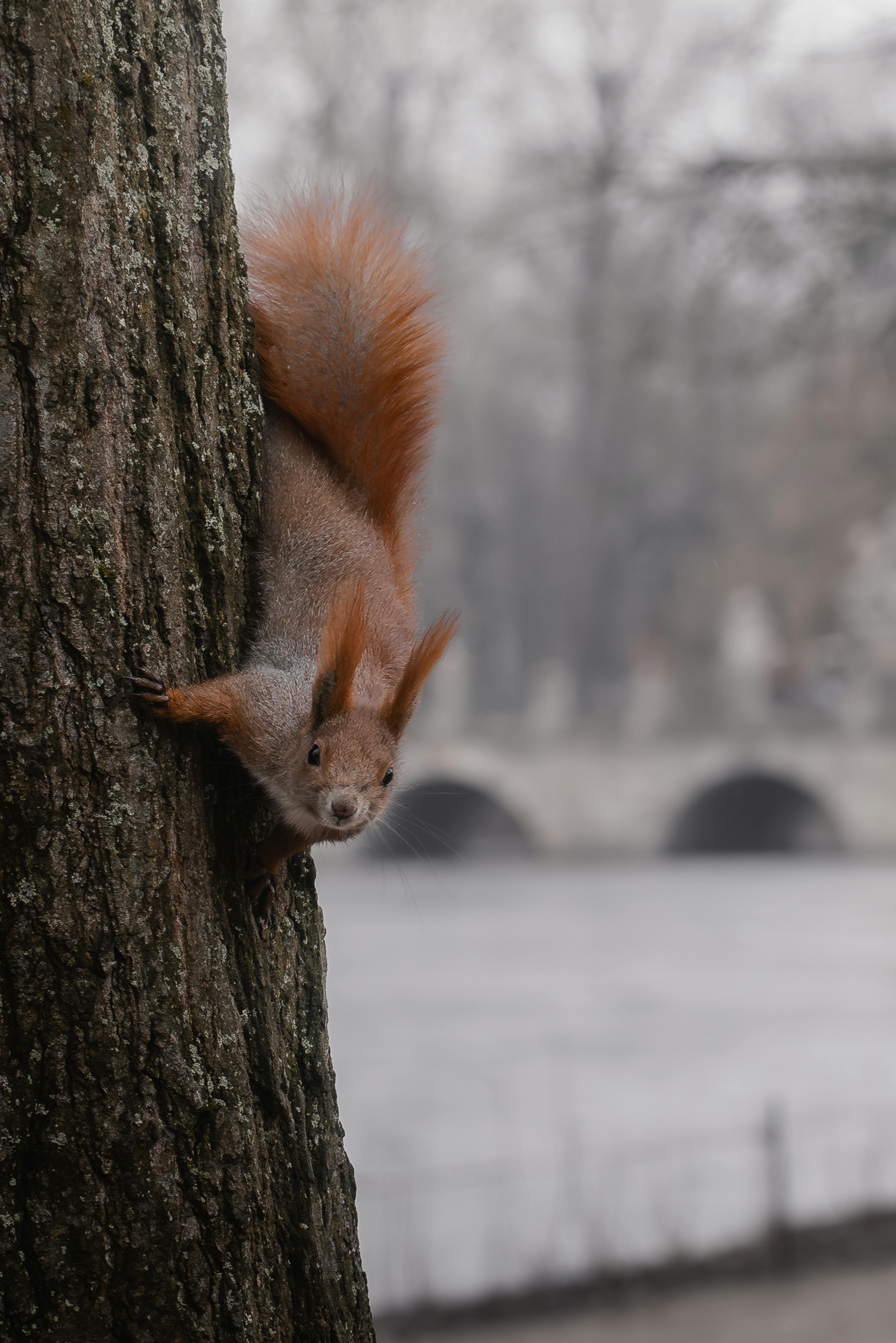 Wild Animal Pictures Photos, Download The BEST Free Wild Animal ...