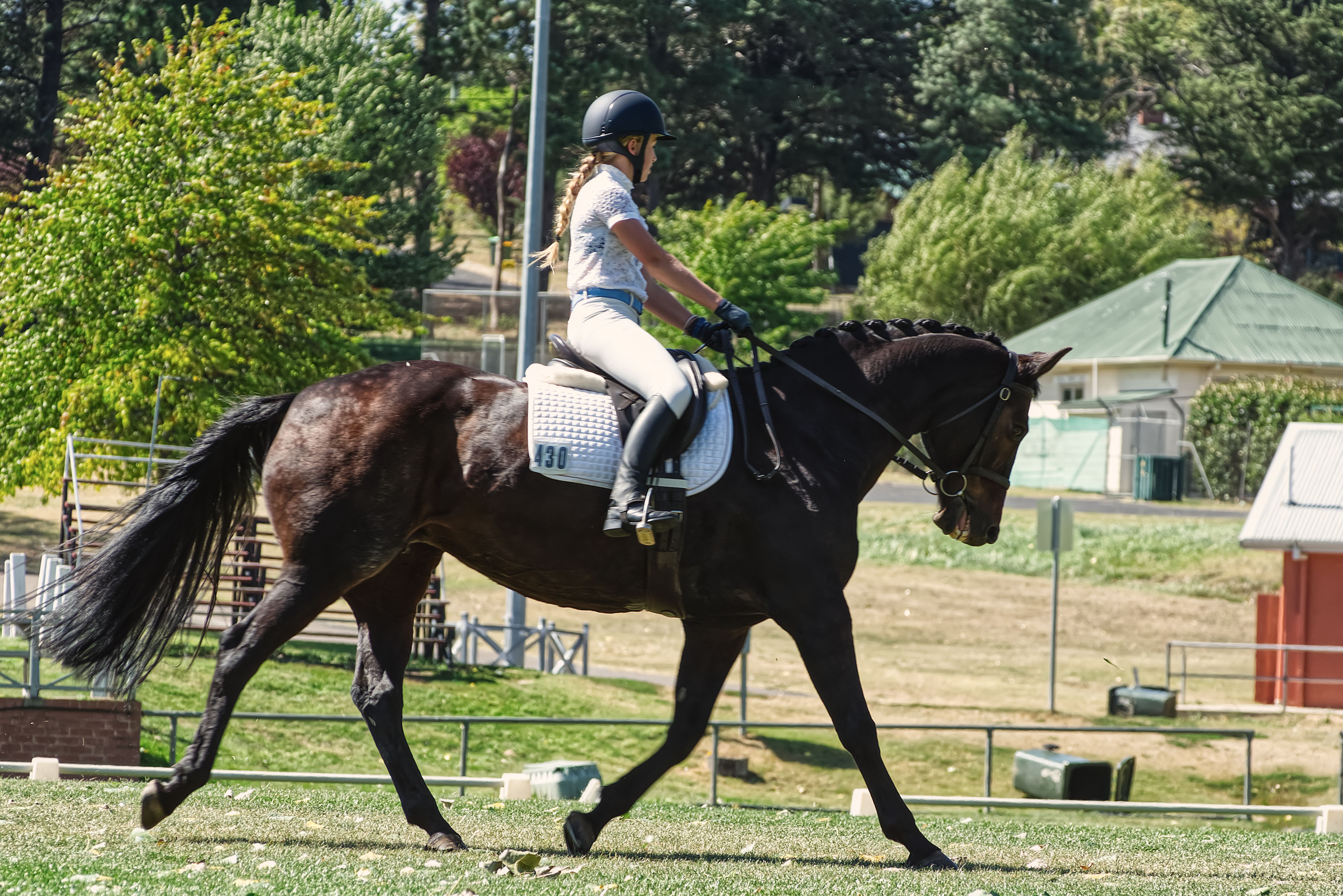 Young female equestrian riding a dark horse outdoors · Free Stock Photo