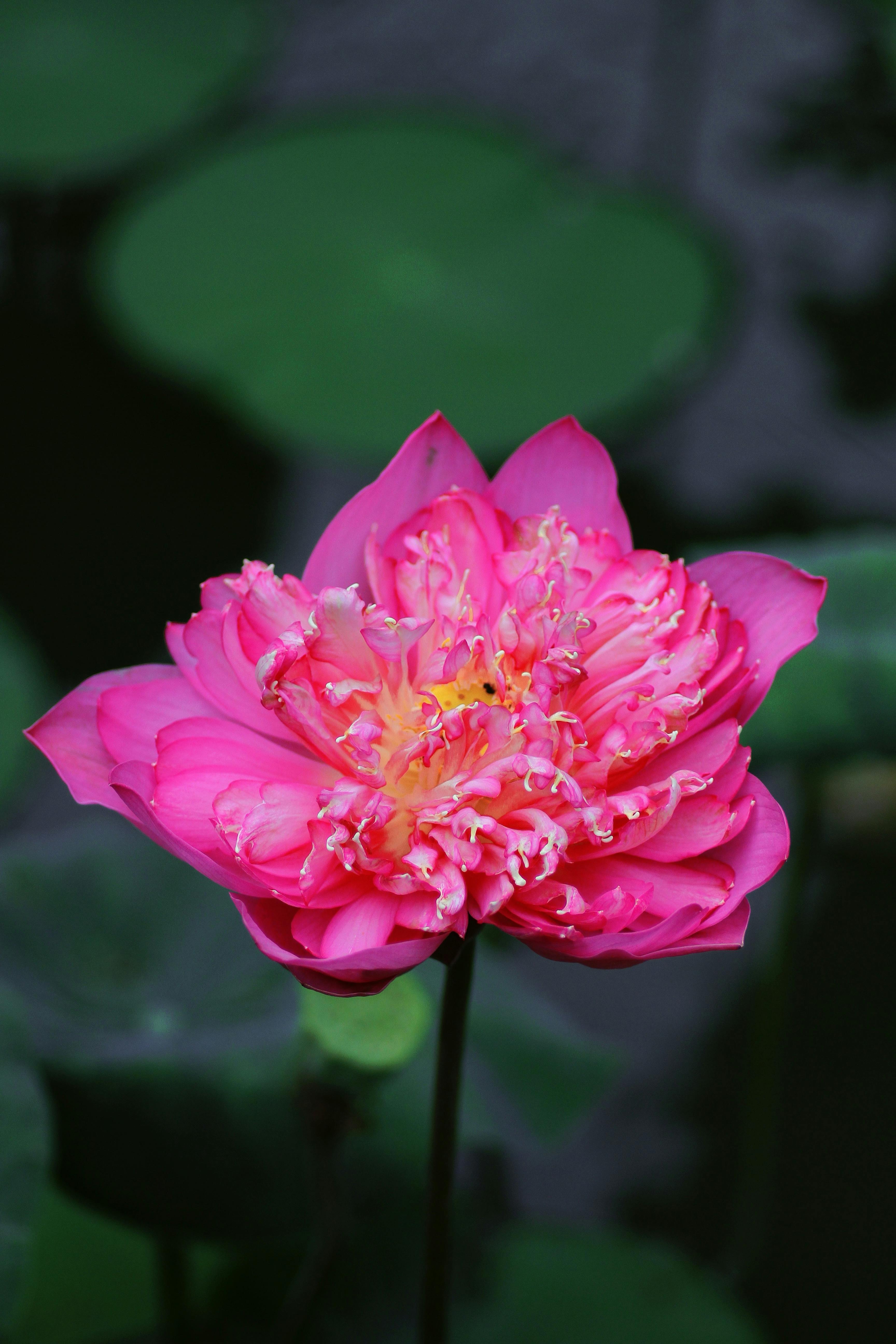 Photography of Lotus Flowers in Bloom · Free Stock Photo