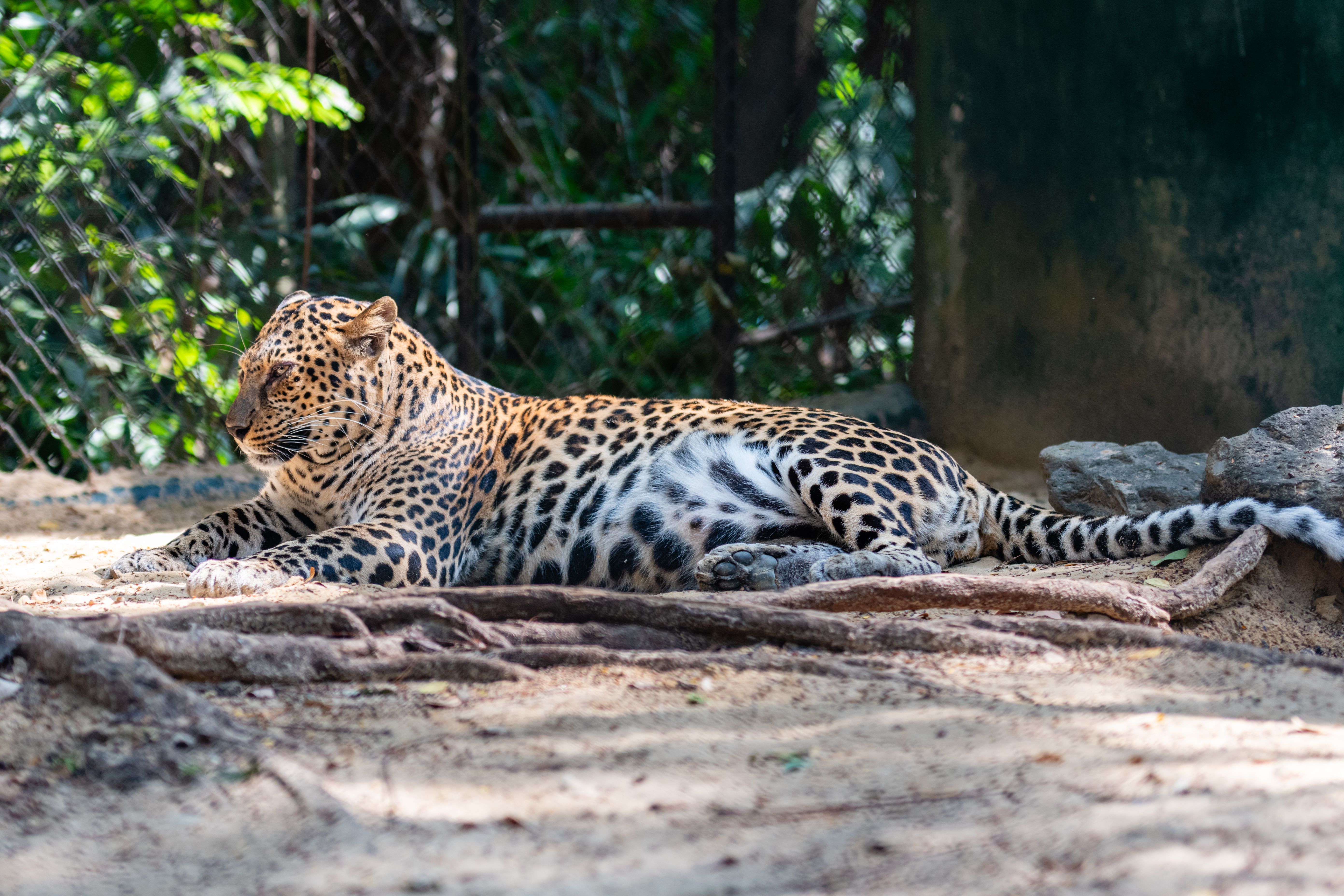 Brown Leopard · Free Stock Photo