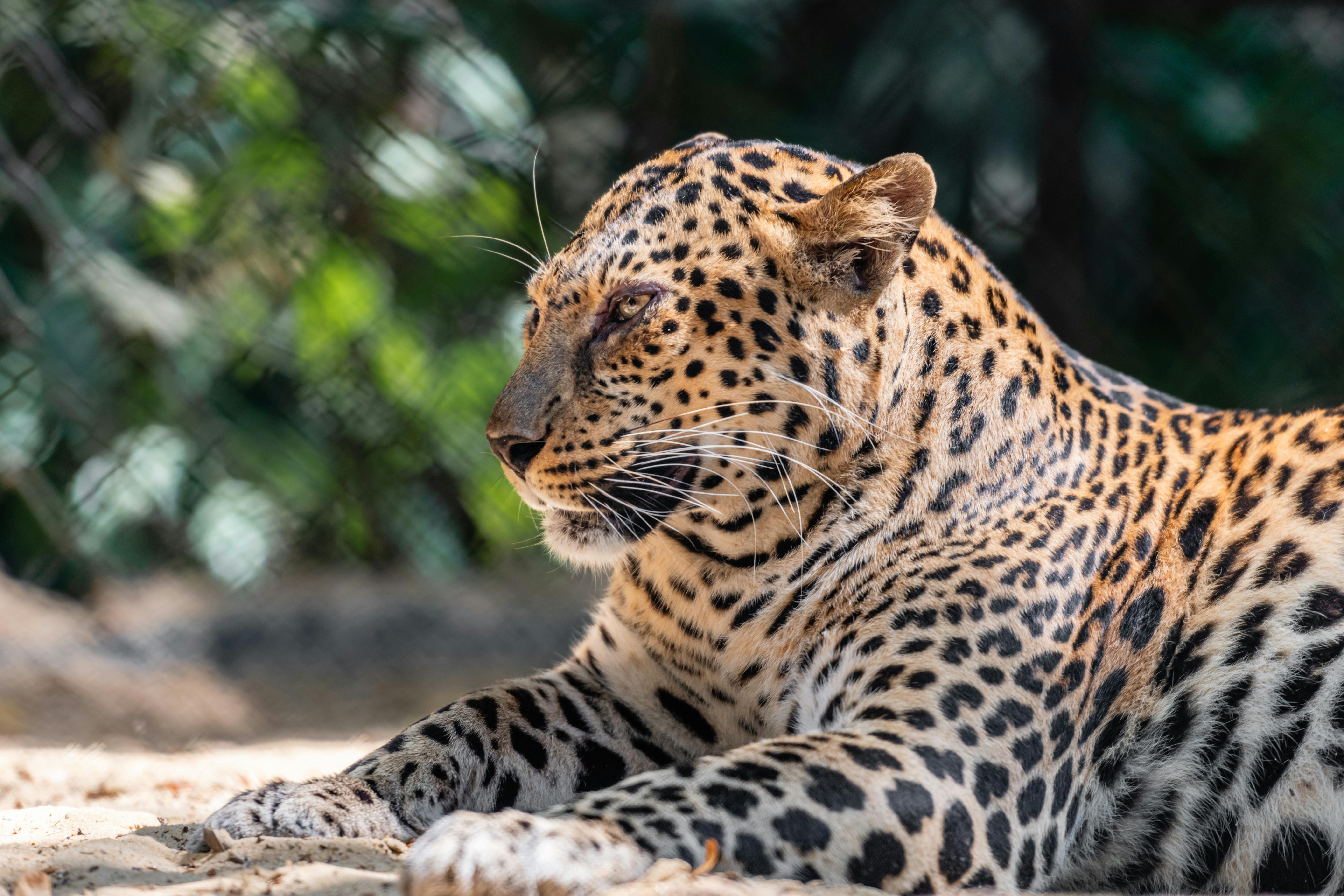 Leopards Photos, Download The BEST Free Leopards Stock Photos & HD Images