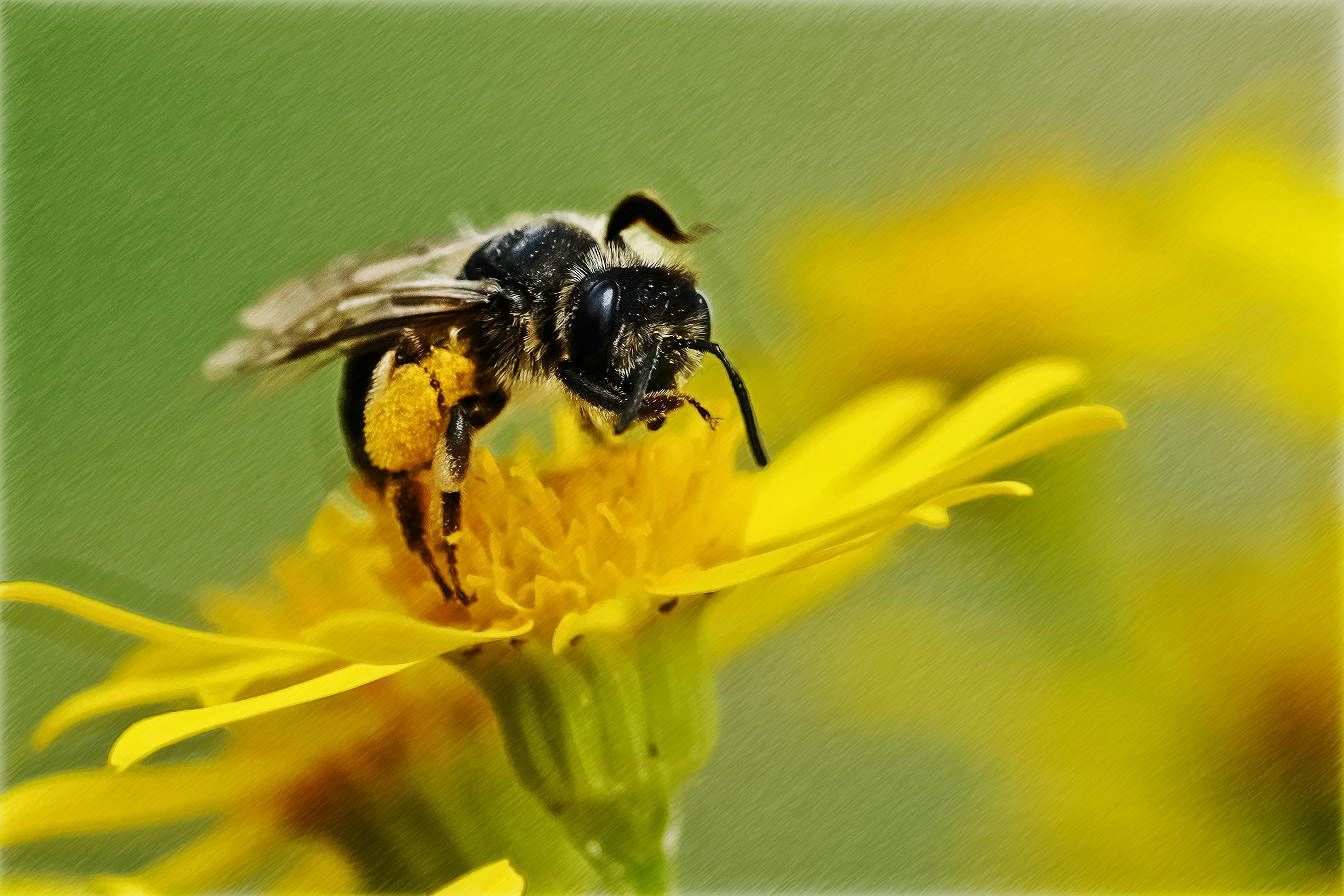 Nahaufnahme Der Biene Auf Gelber Blume · Kostenloses Stock Foto