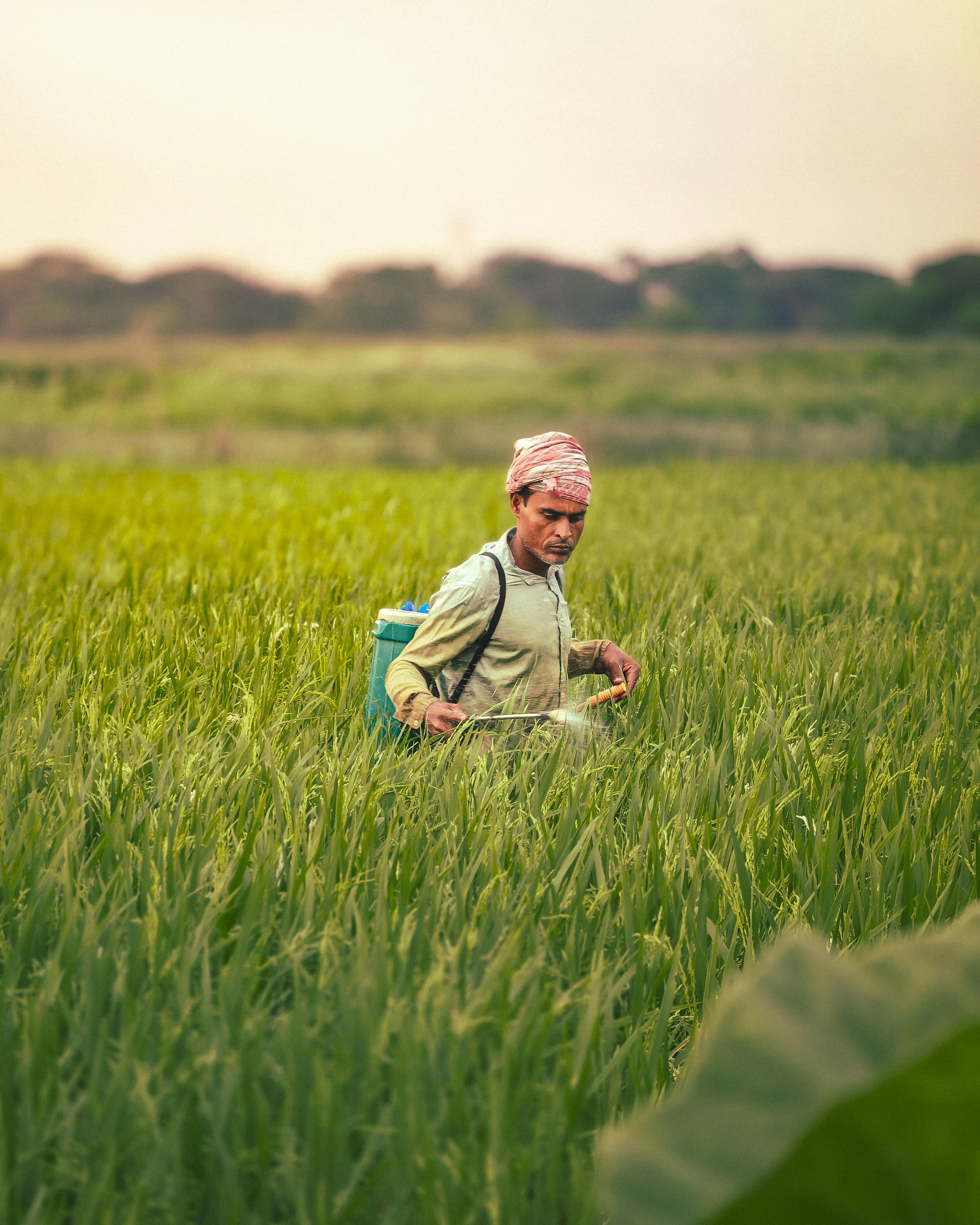 Indian Farmer Spraying Pesticides in Rice Field · Free Stock Photo