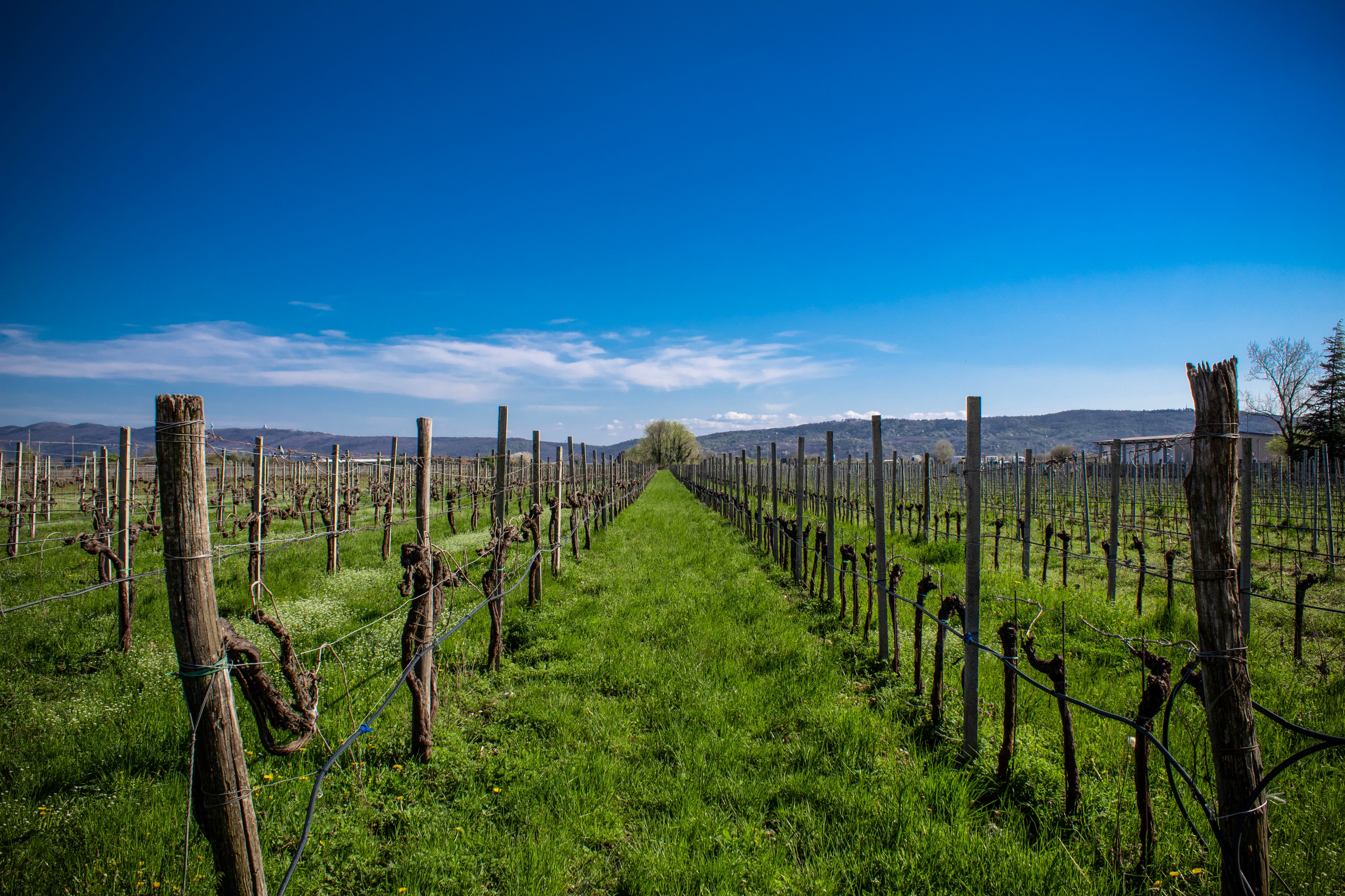 Exuberantes Hileras De Viñedos En Friuli Venezia Giulia · Foto de stock ...