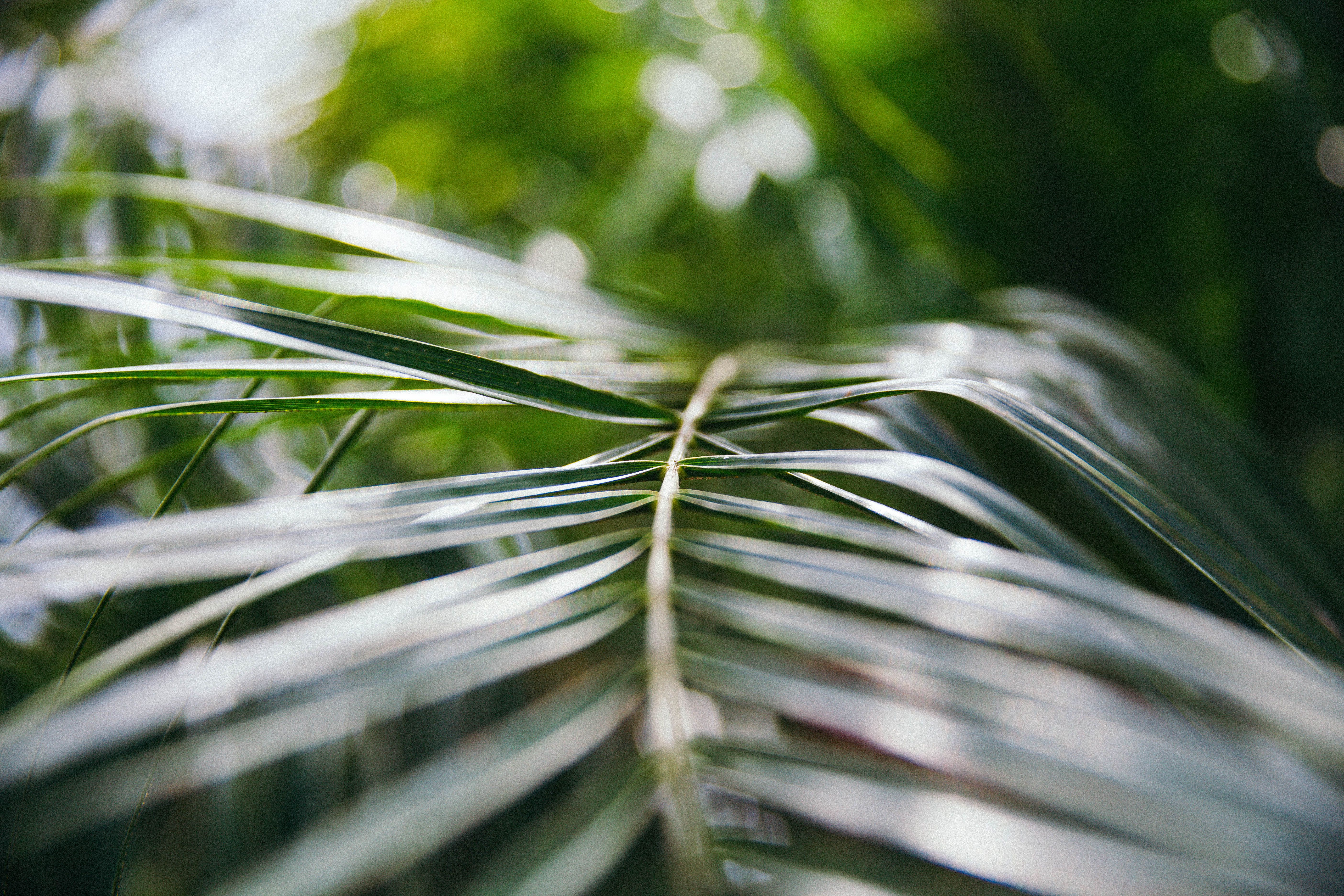 Close-Up of Lush Green Palm Leaves in Summer · Free Stock Photo