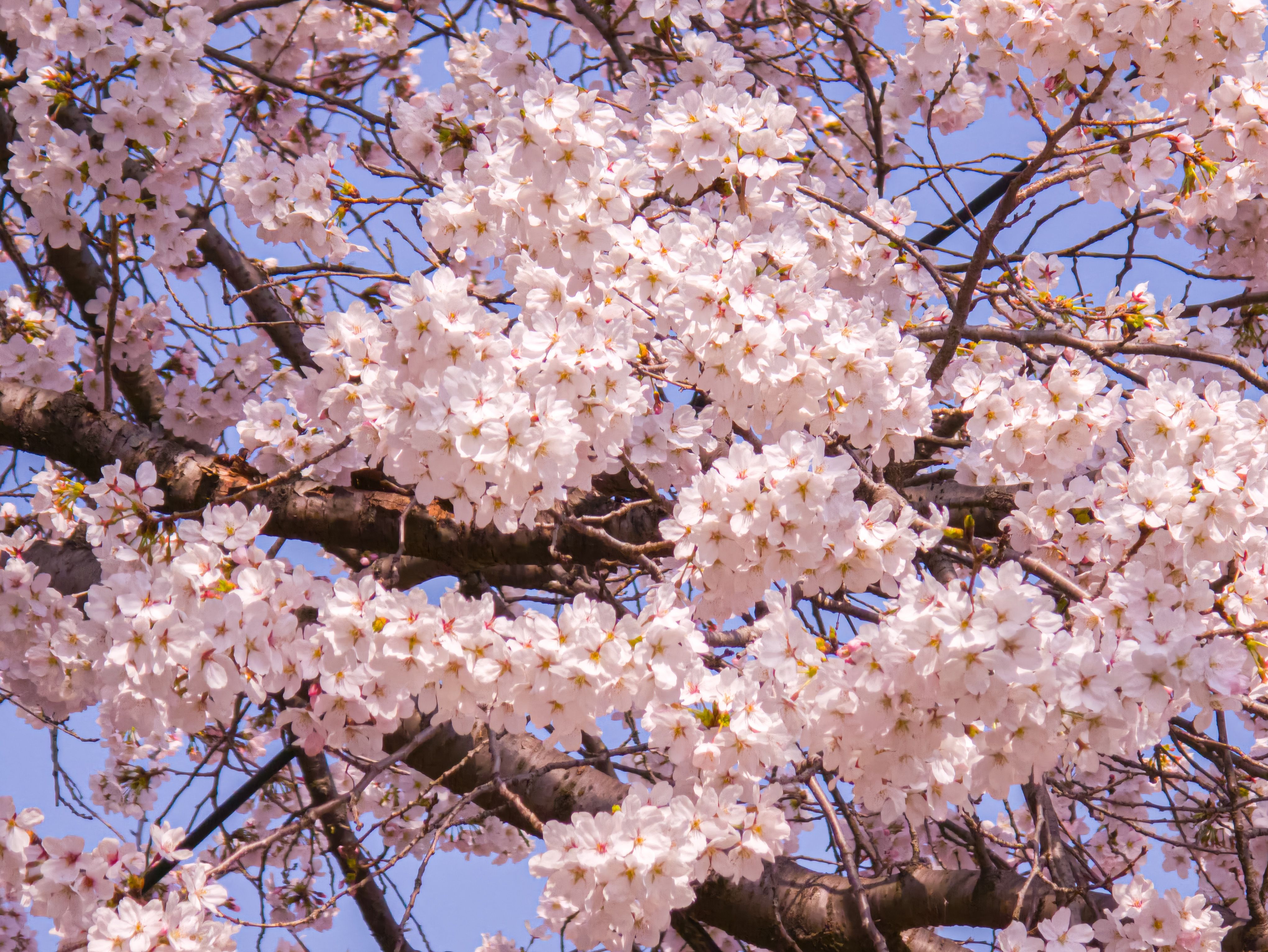 Beautiful Cherry Blossom Branches in Spring · Free Stock Photo