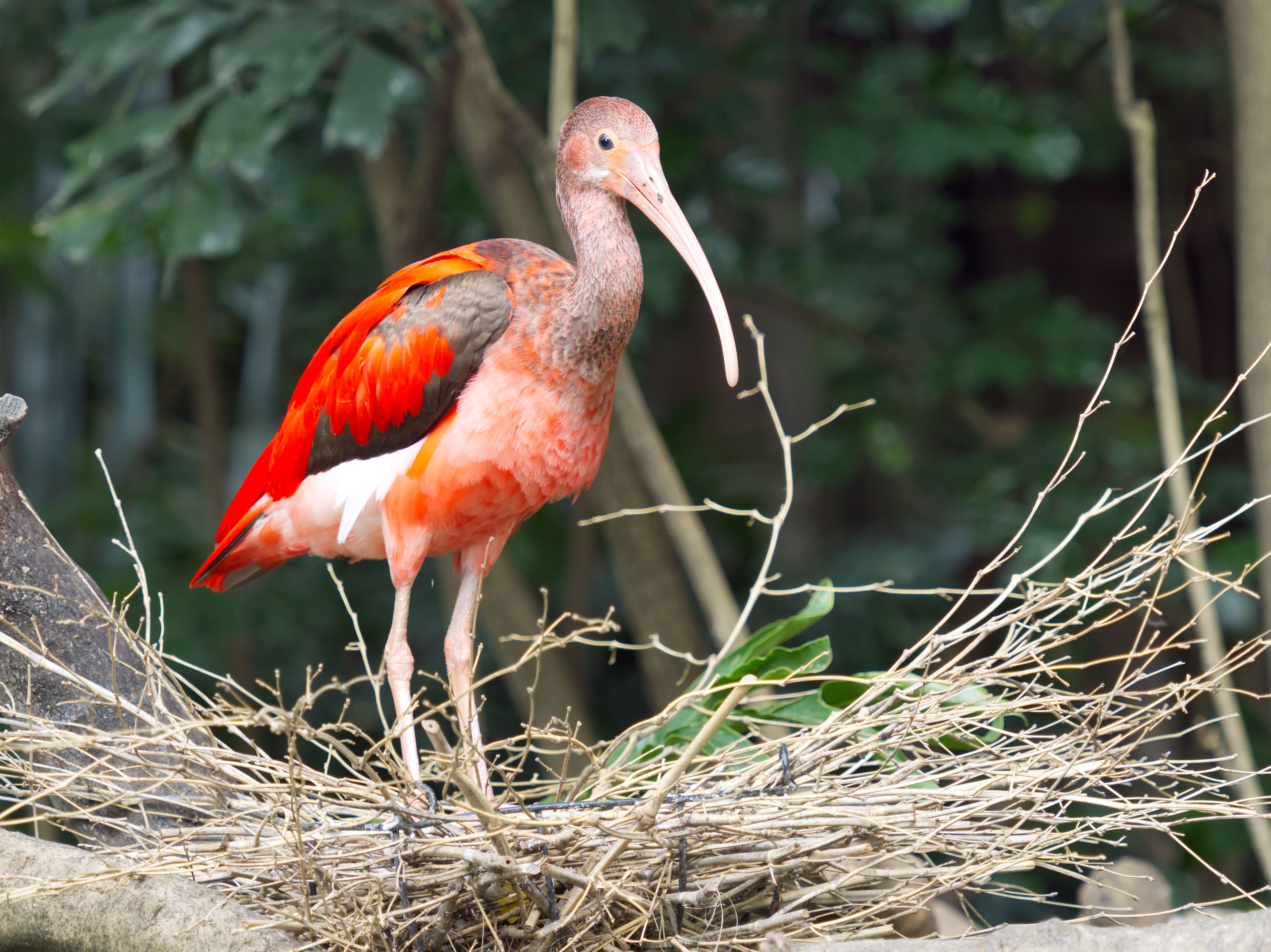 Scarlet Ibis Standing in Nest Outdoors · Free Stock Photo