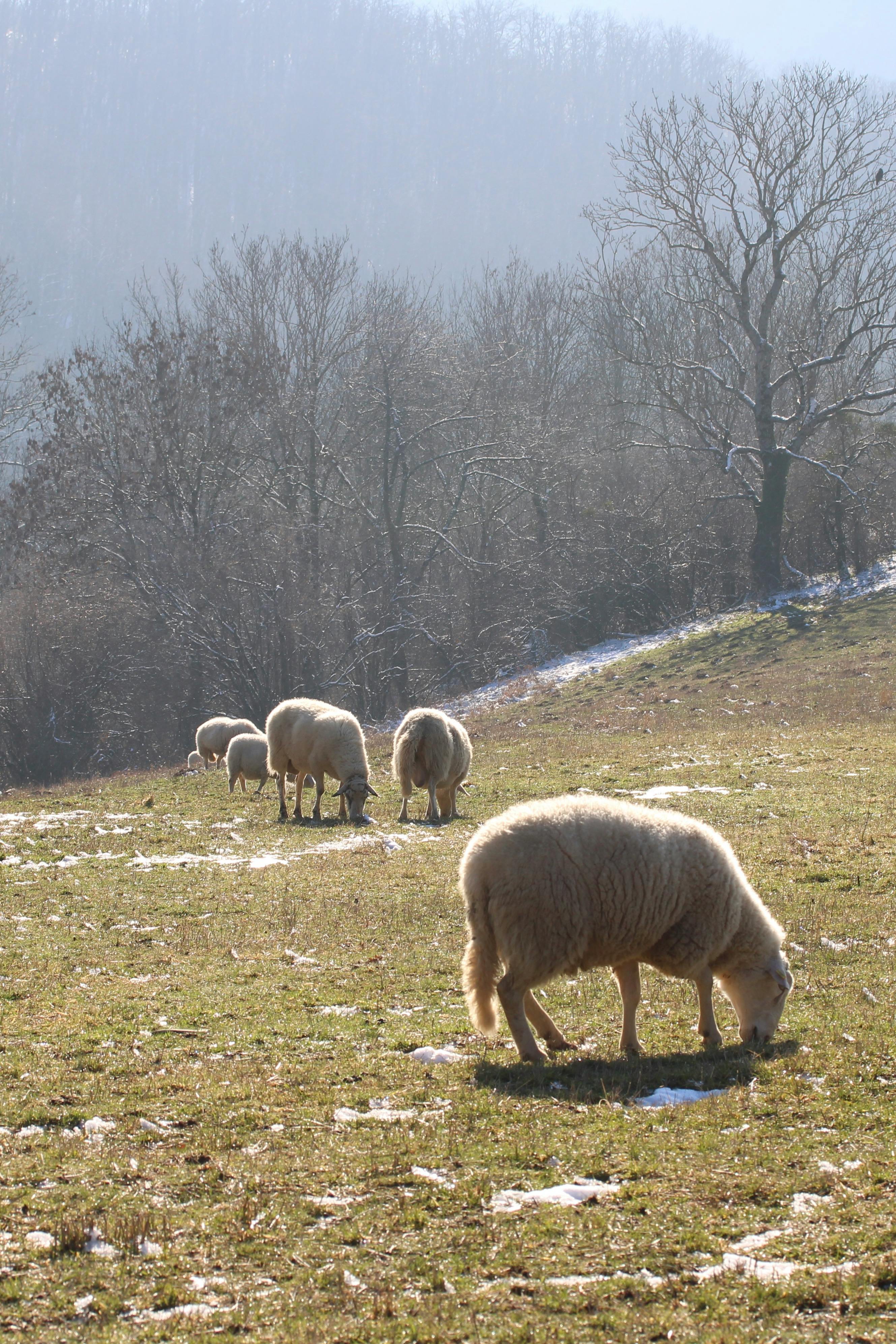 Pastoreio Pacífico De Ovelhas Em Auvergne Rhône Alpes · Foto profissional gratuita