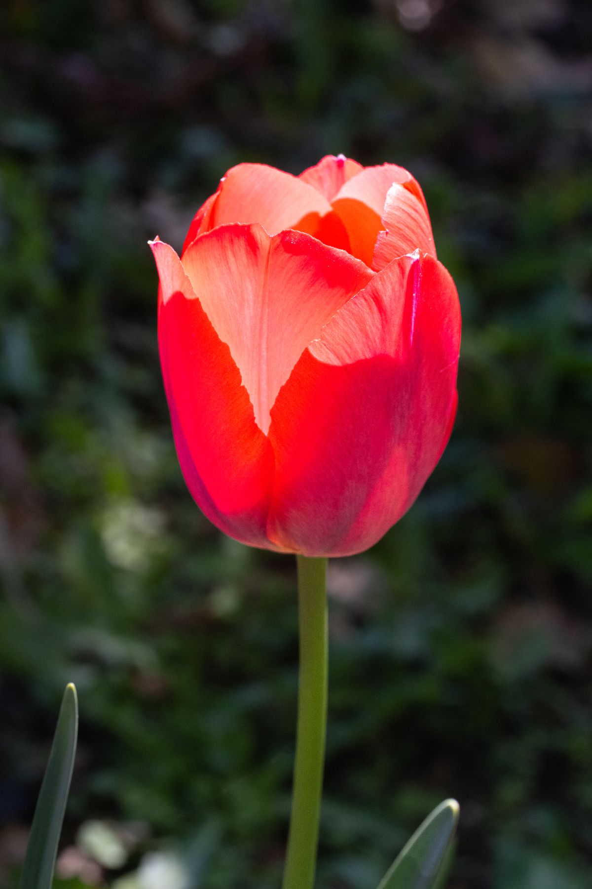 4k Tulip Photos, Download The BEST Free 4k Tulip Stock Photos & HD Images