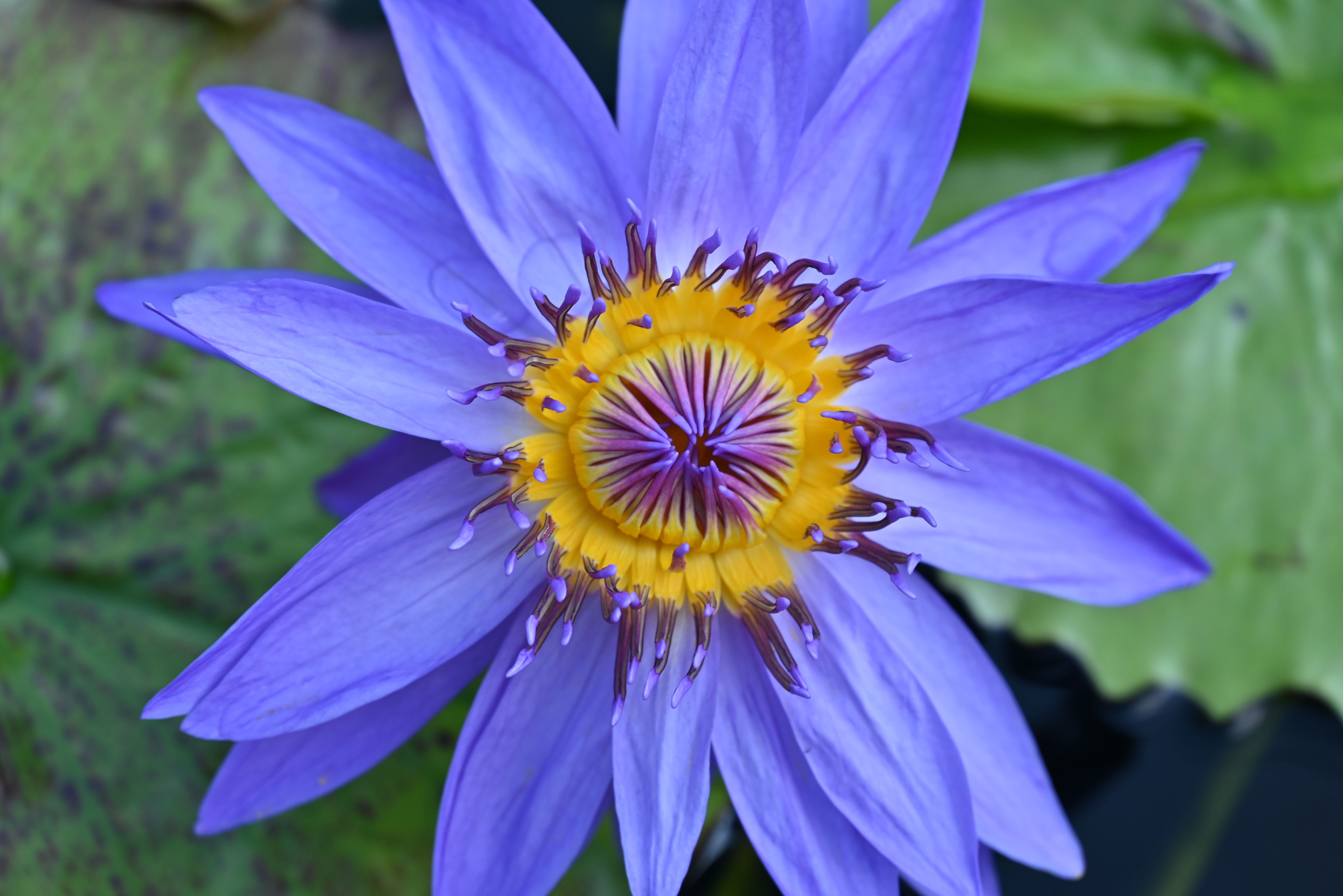 Close-up of a Vibrant Blue Water Lily Flower · Free Stock Photo