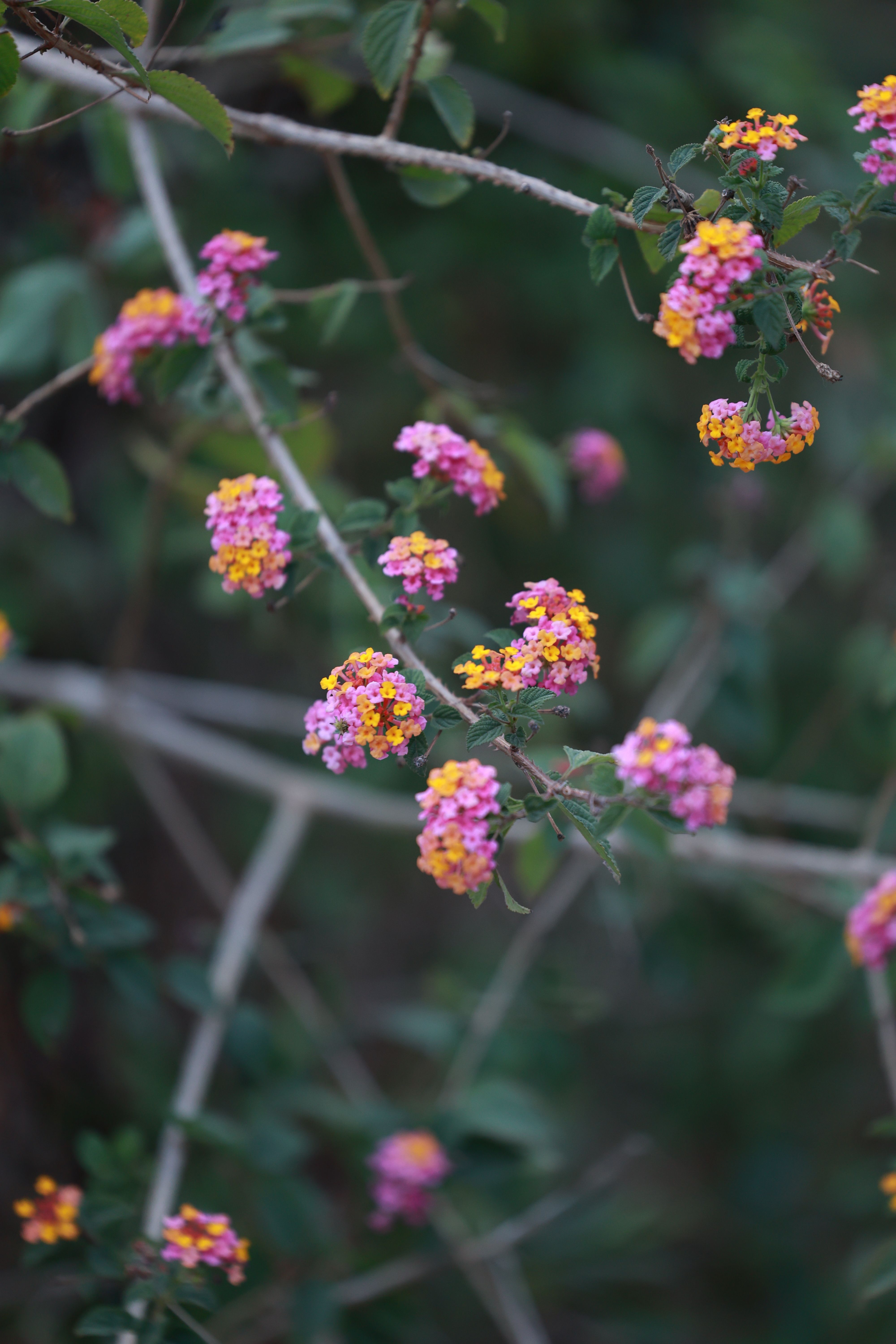 Close-up of Vibrant Lantana Flowers in Bloom · Free Stock Photo
