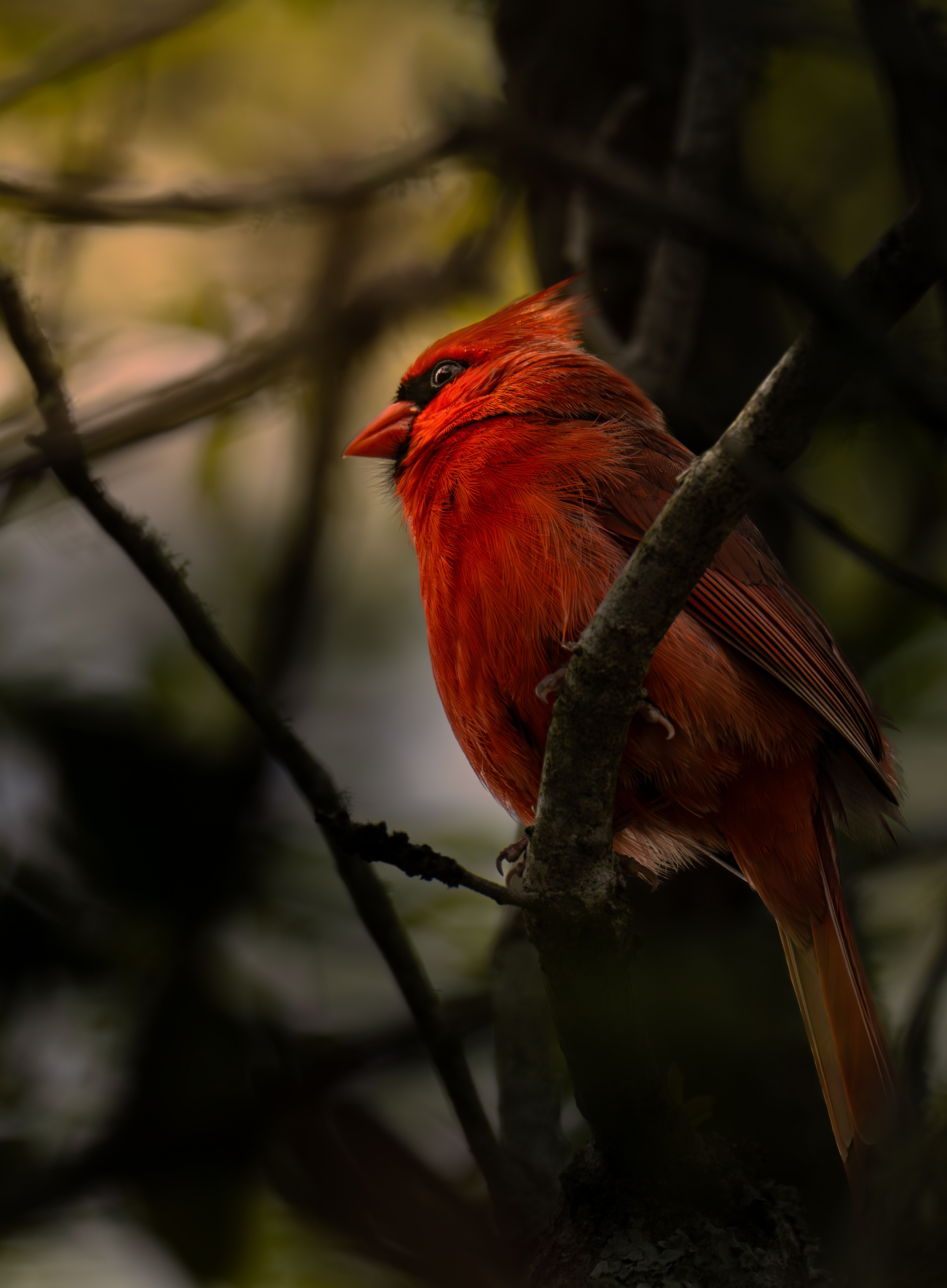 Vibrant Northern Cardinal Perched in Natural Habitat · Free Stock Photo
