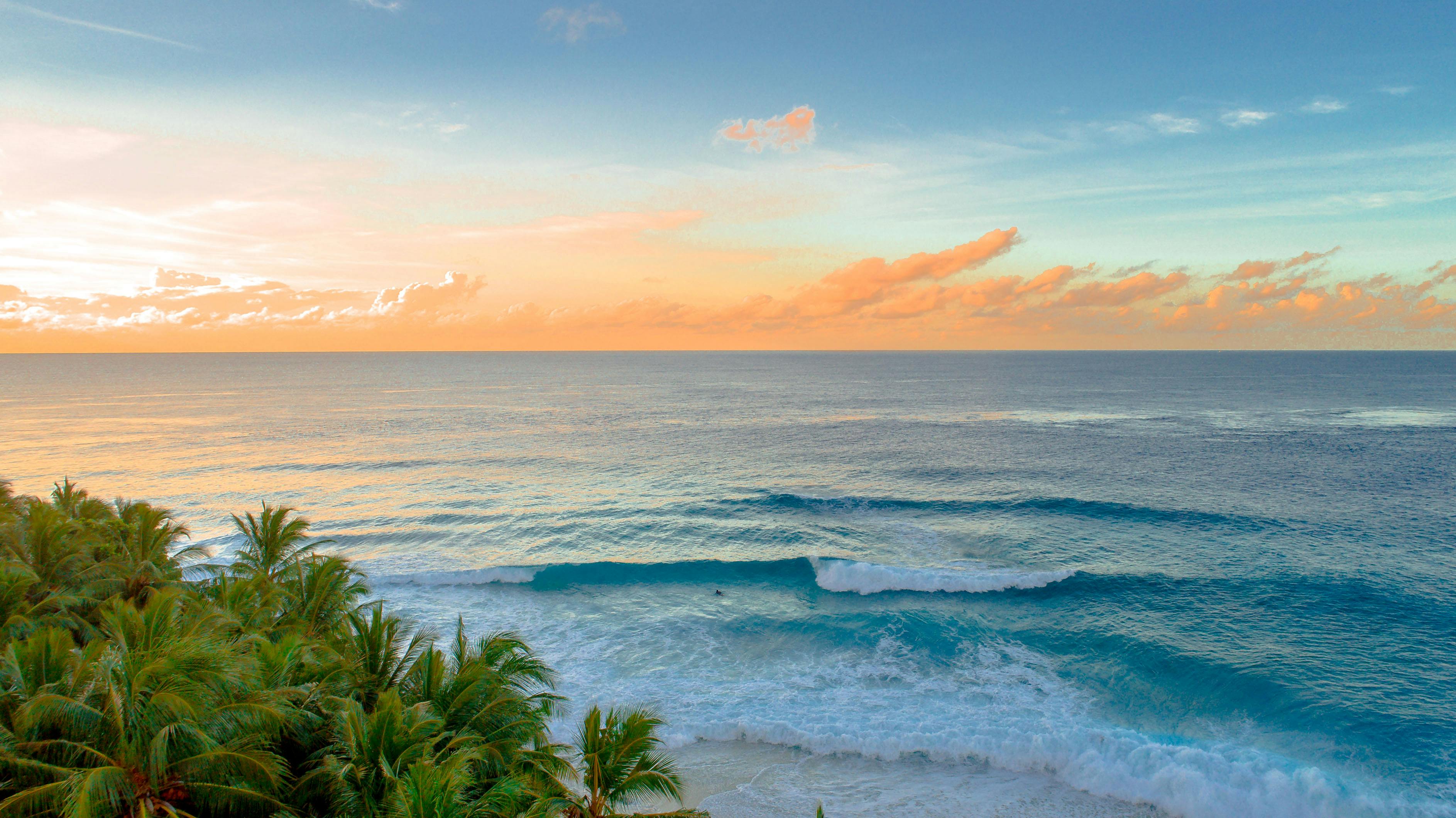 Green Palm Trees Near Ocean Water · Free Stock Photo