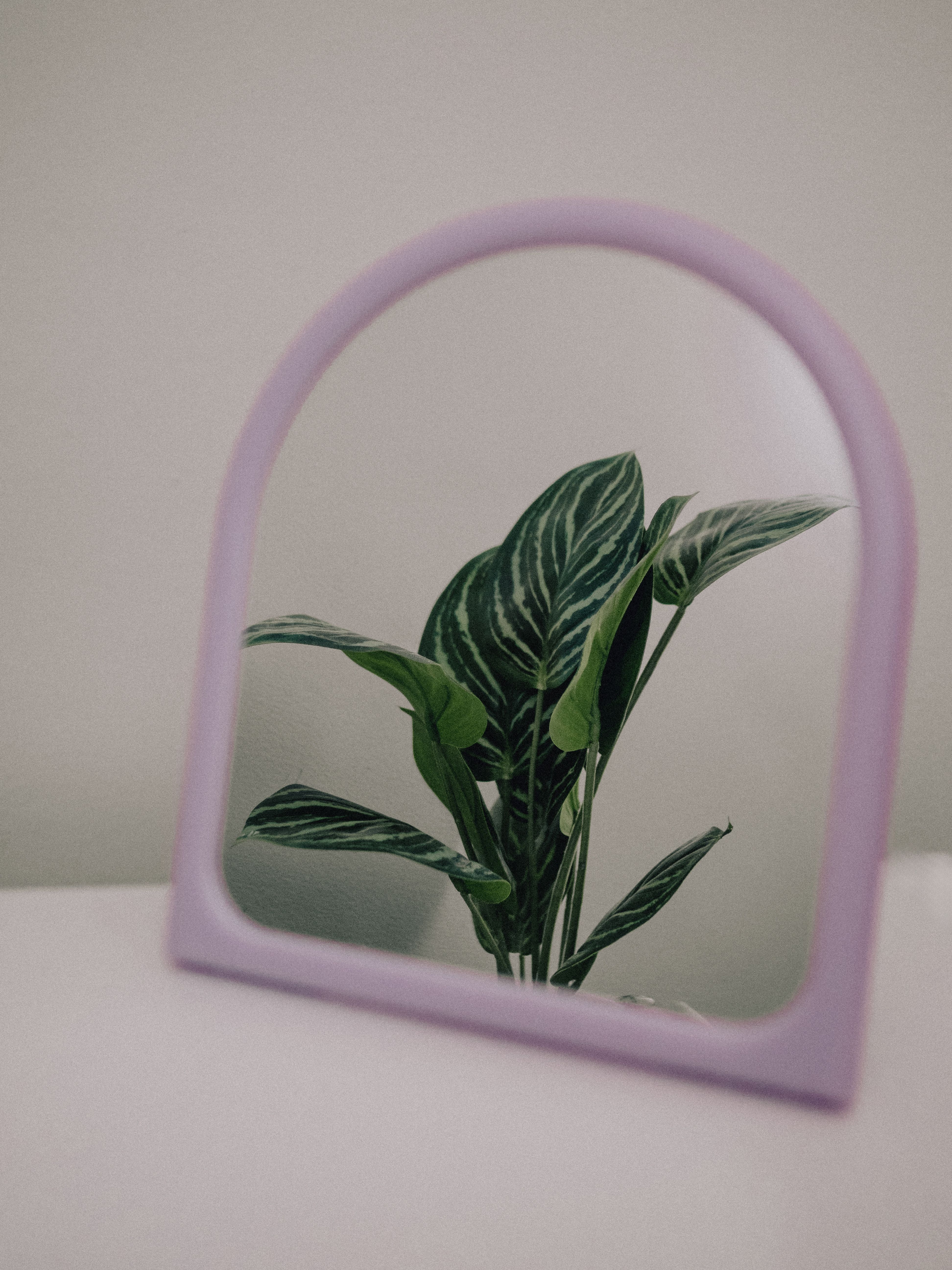 Reflective View of Green Plant in Mirror · Free Stock Photo