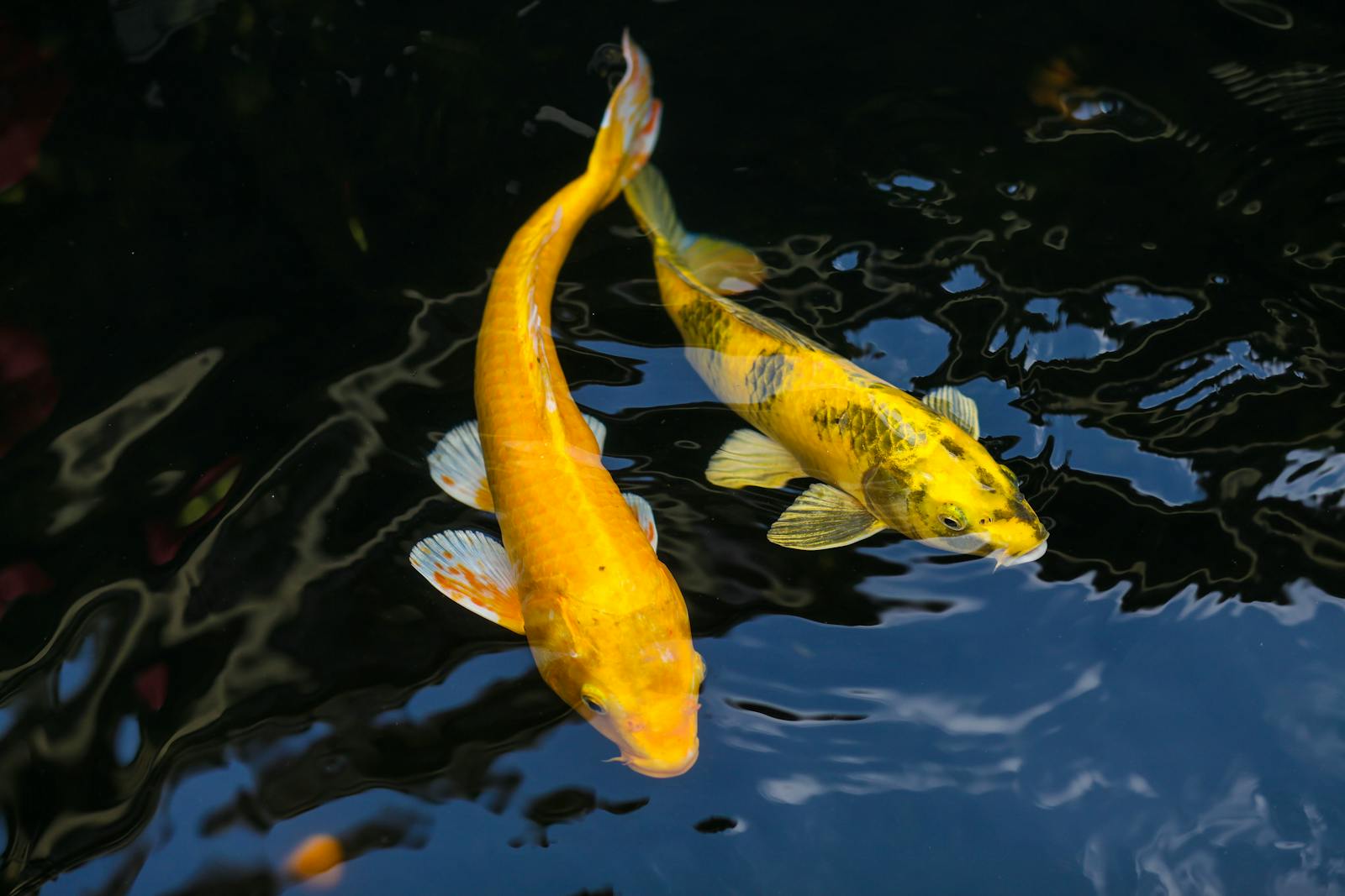 Koi Fish Photos, Download The BEST Free Koi Fish Stock Photos & HD Images
