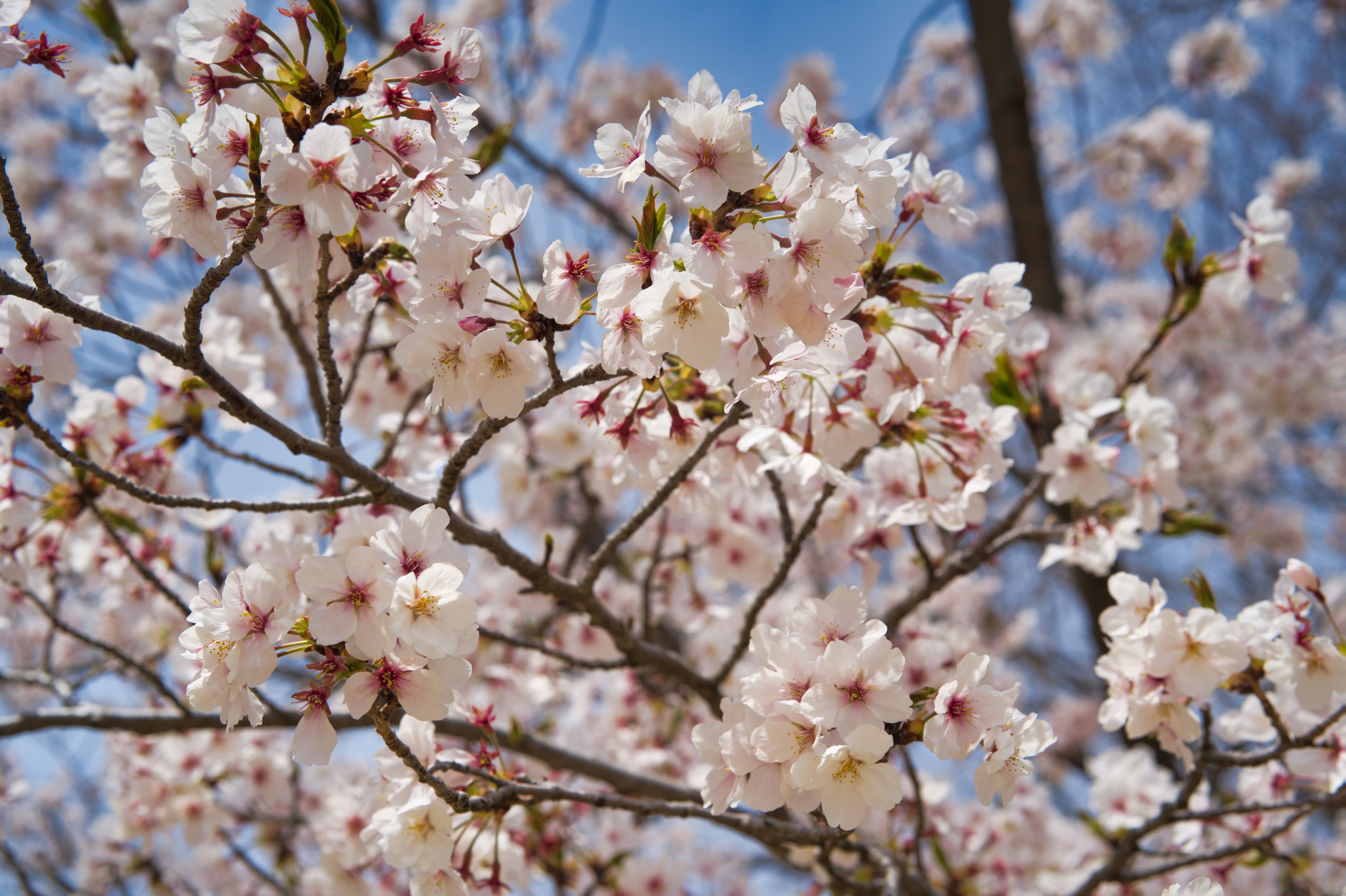 Blooming Sakura Trees in Kobe, Japan · Free Stock Photo