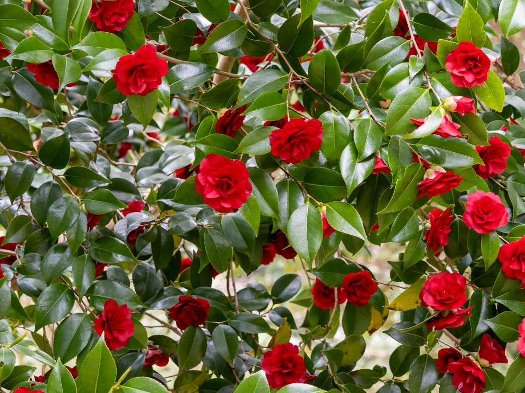 Camellia Sasanqua vs Japonica: Complete Guide for Gardeners