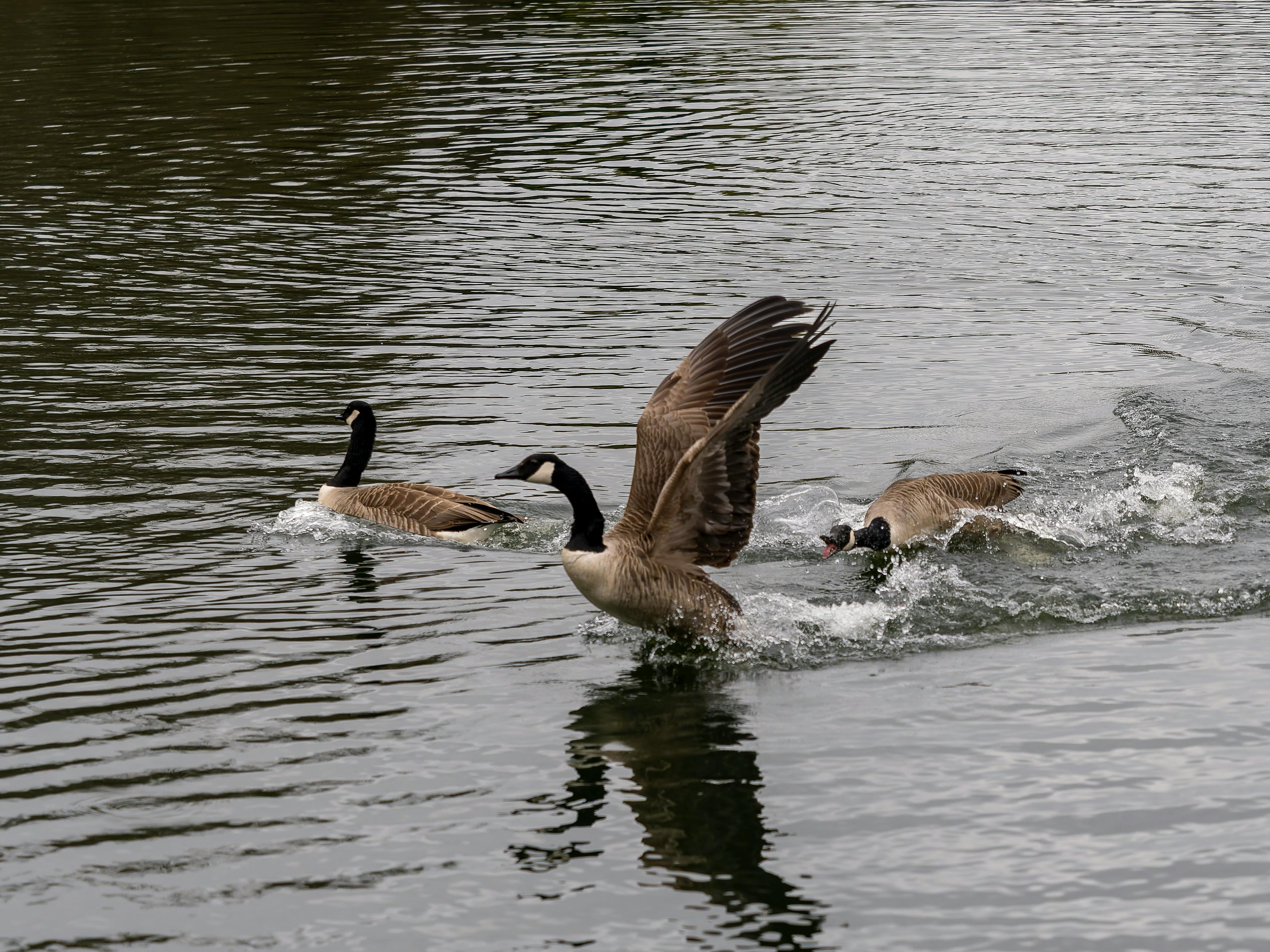 Canada Geese Engaging in a Dramatic Water Scuffle · Free Stock Photo