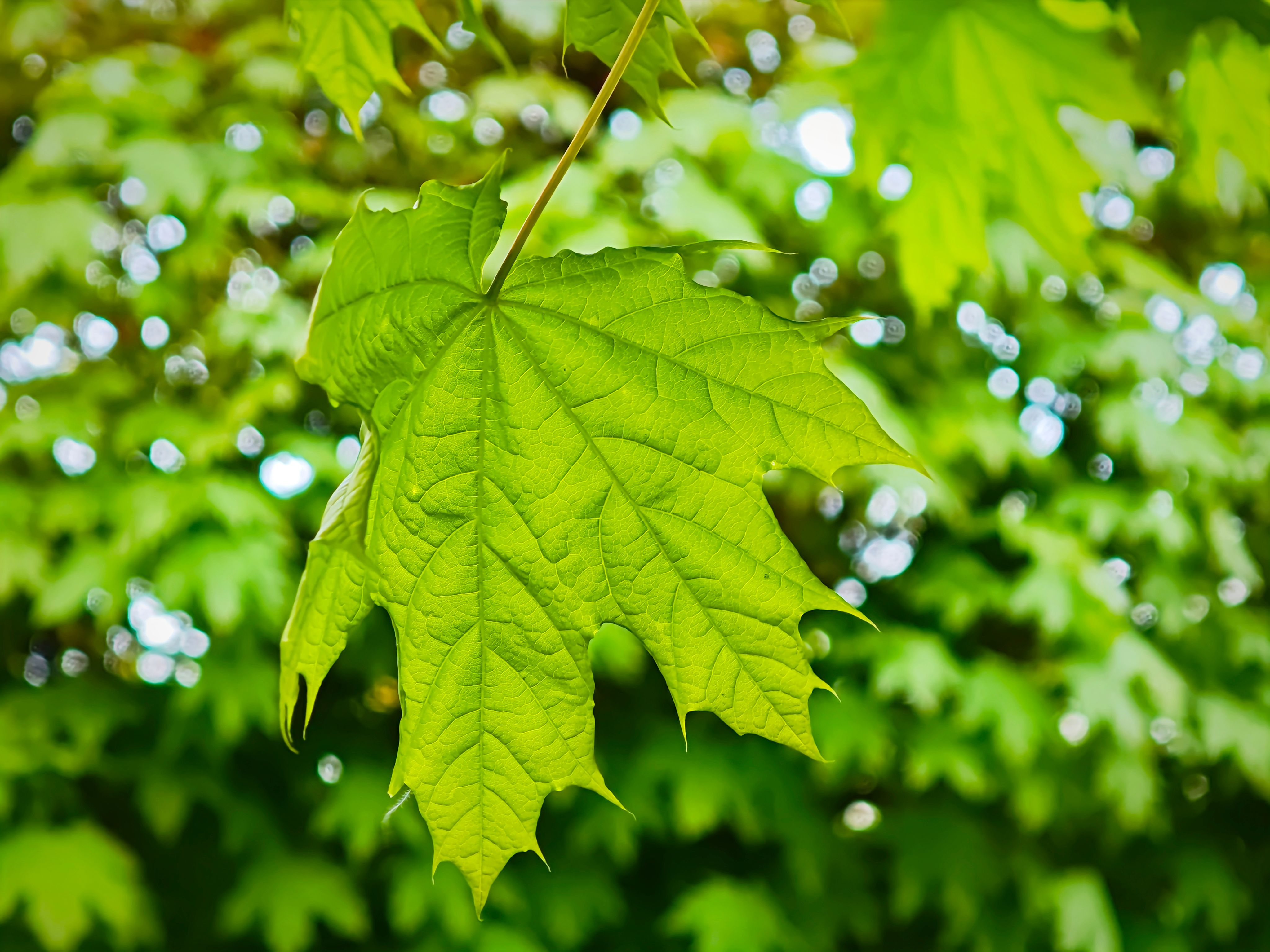 Close-up of Fresh Green Maple Leaf in Spring · Free Stock Photo