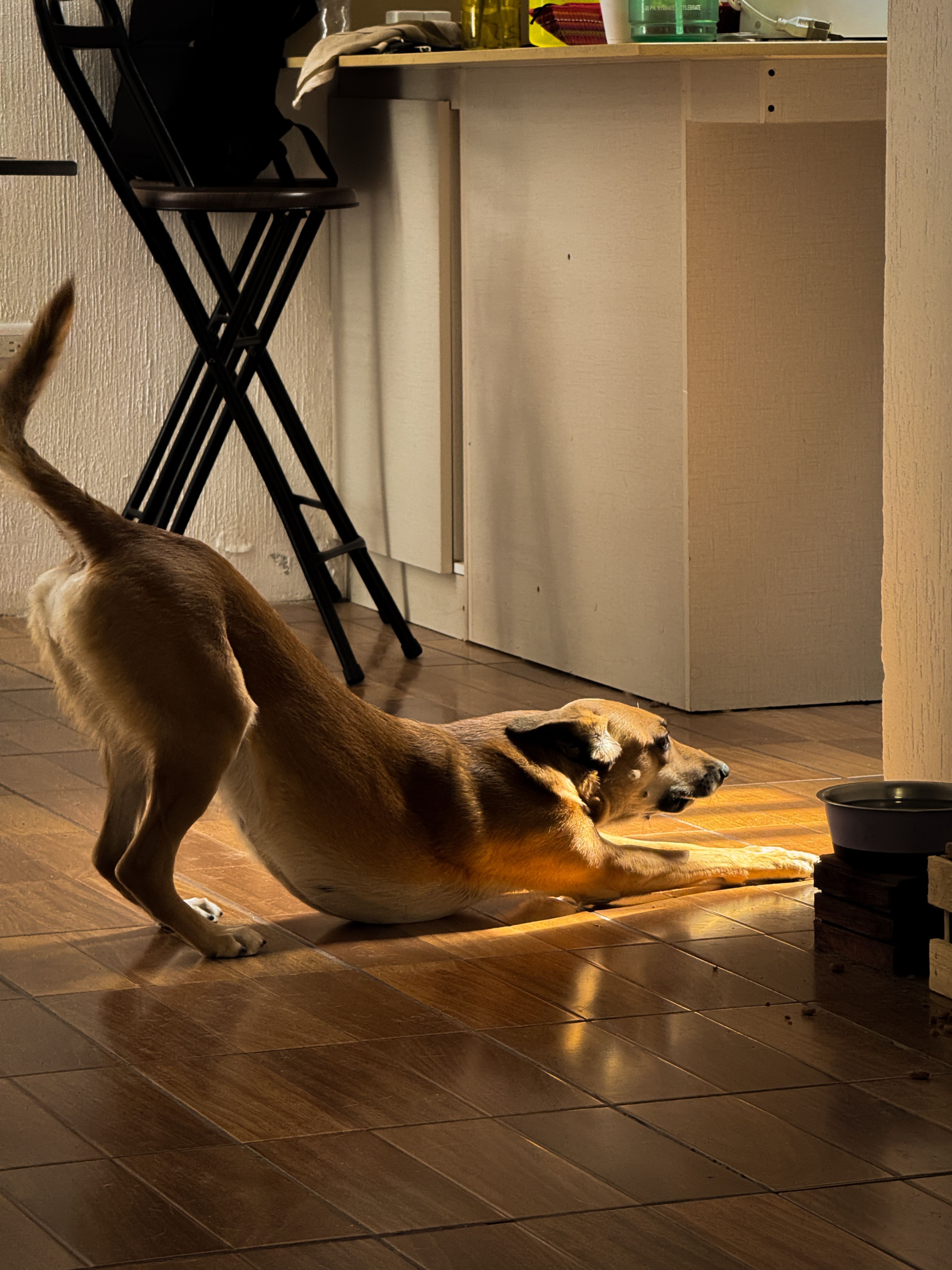 Playful Dog Stretching Indoors in Sunbeam · Free Stock Photo