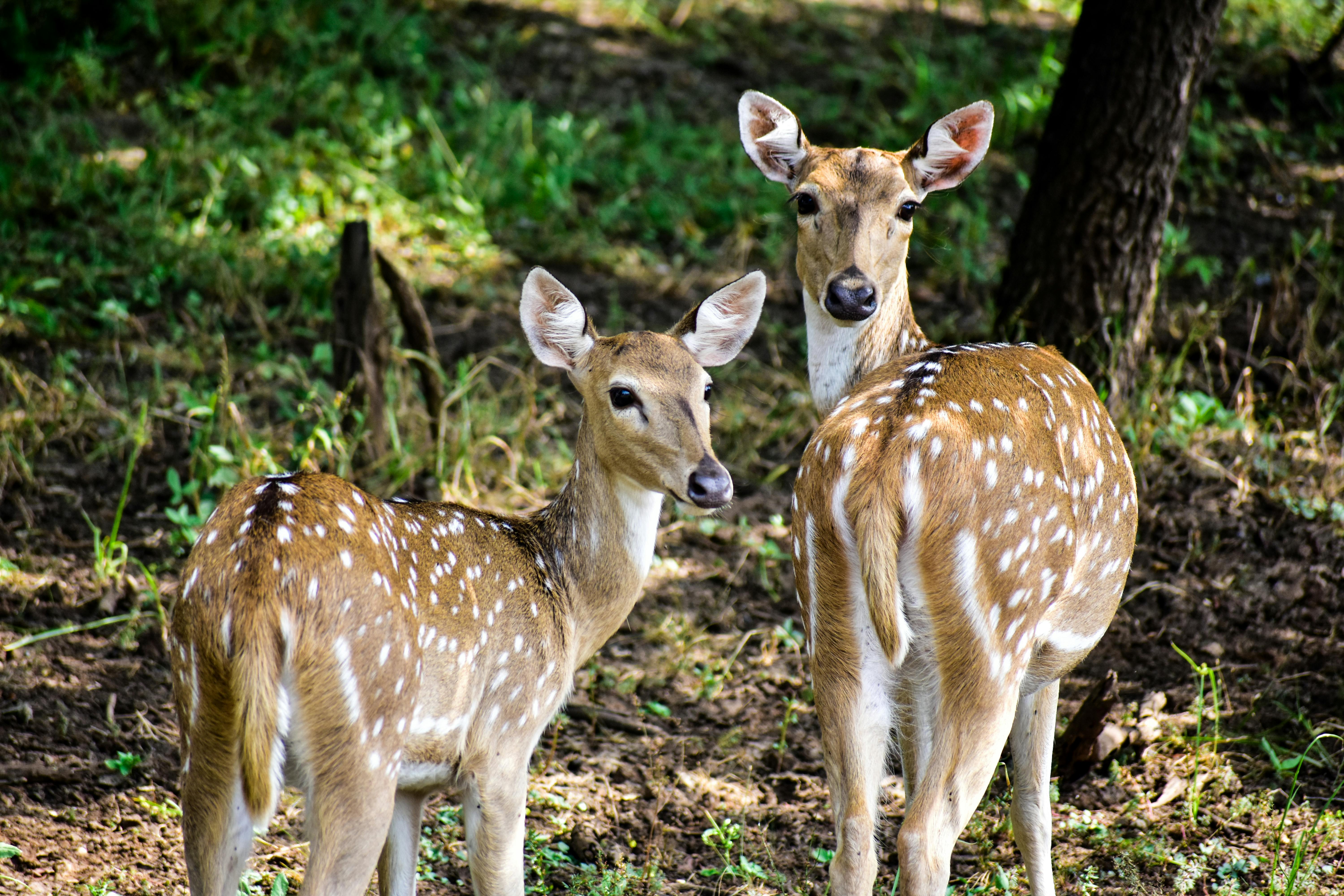 Spotted Deer Pair in a Forest Clearing · Free Stock Photo