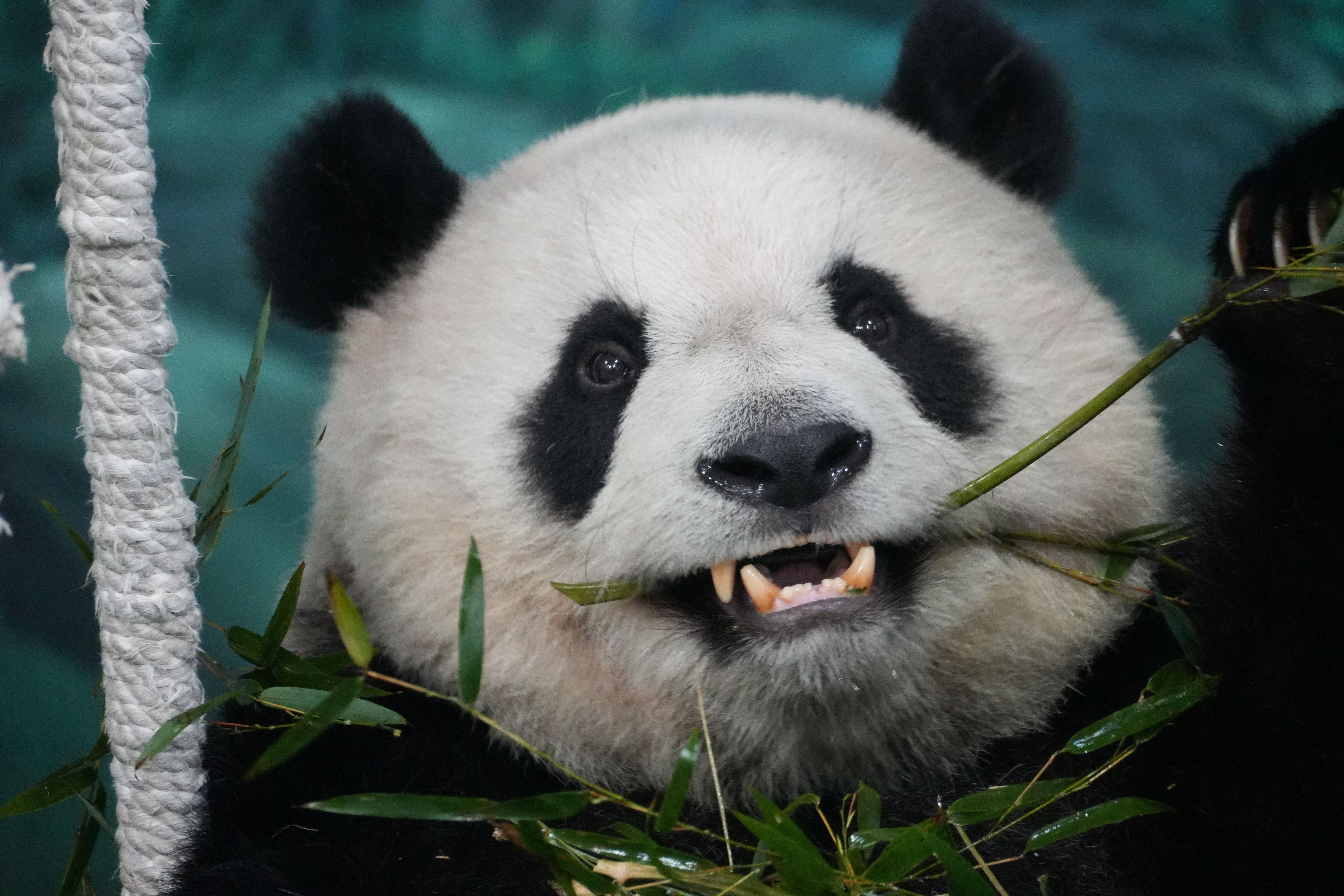 Close-Up of Panda Eating Bamboo in Zoo Habitat · Free Stock Photo